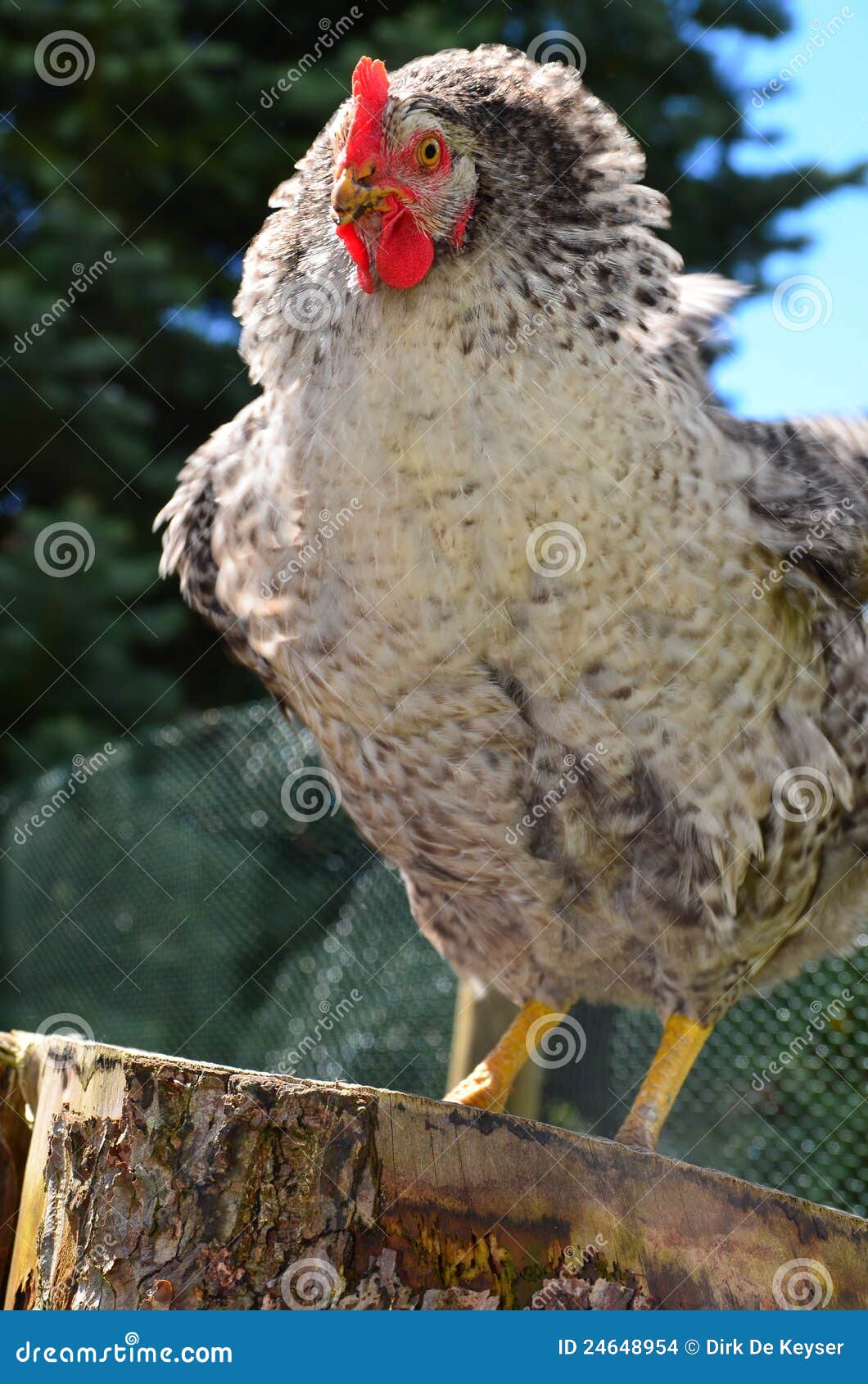 Bio Chicken Outdoor stock photo. Image of summer, alive - 24648954