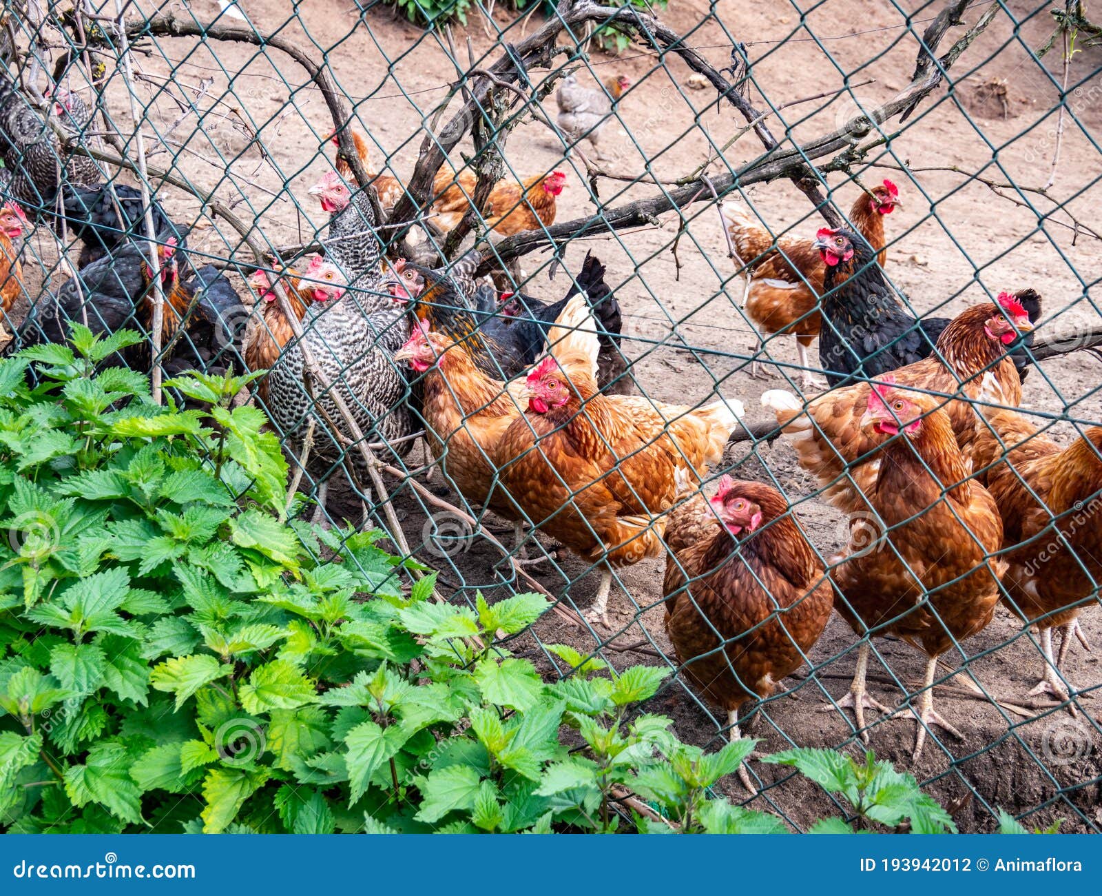 Bio Chickens on a farm stock photo. Image of farming - 193942012