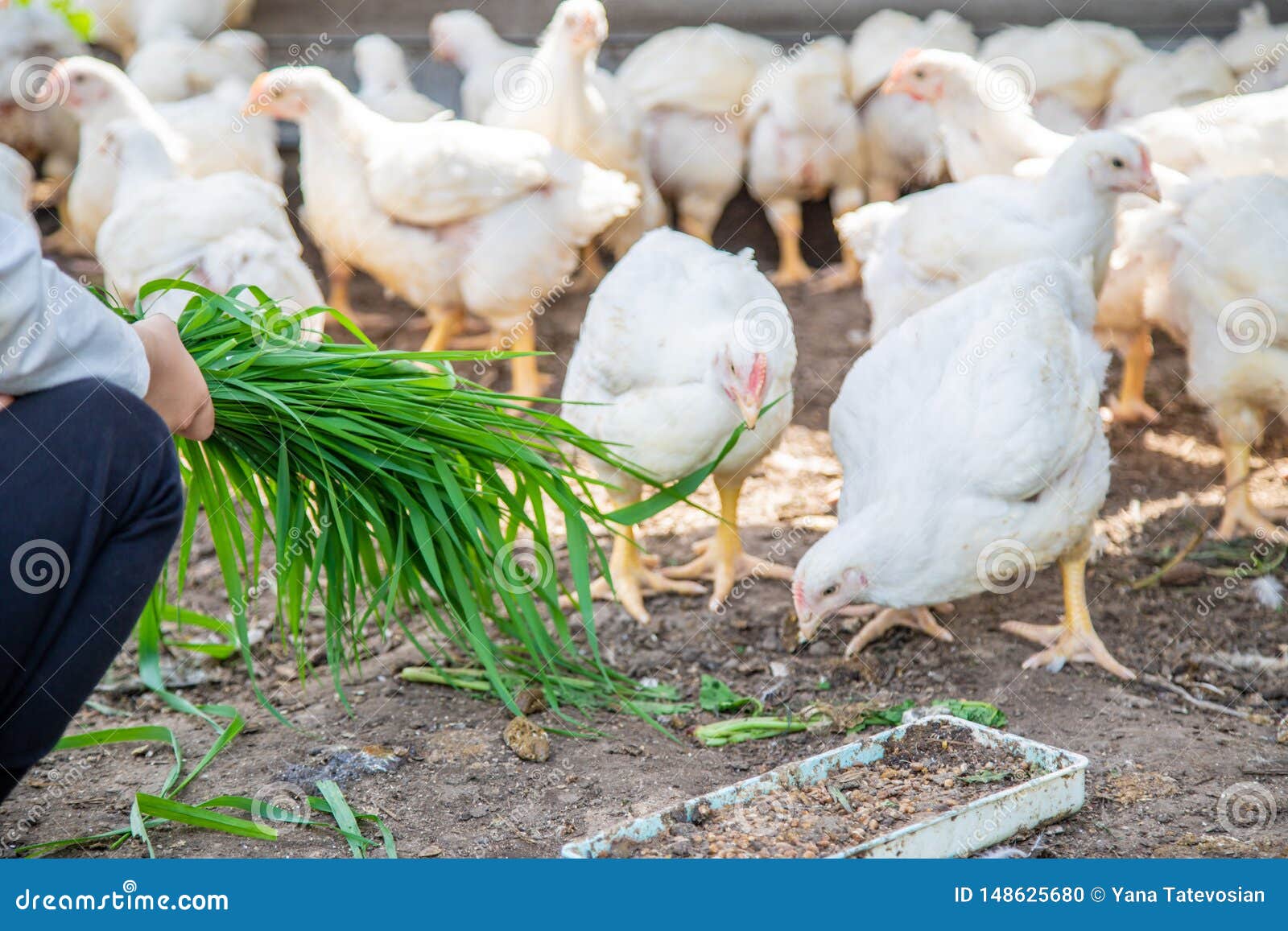 Bio Chickens on a Home Farm a Children Stock Photo - Image of board ...