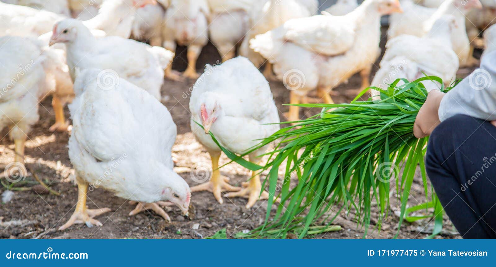 Bio Chickens on a Home Farm a Children Stock Image - Image of adult ...