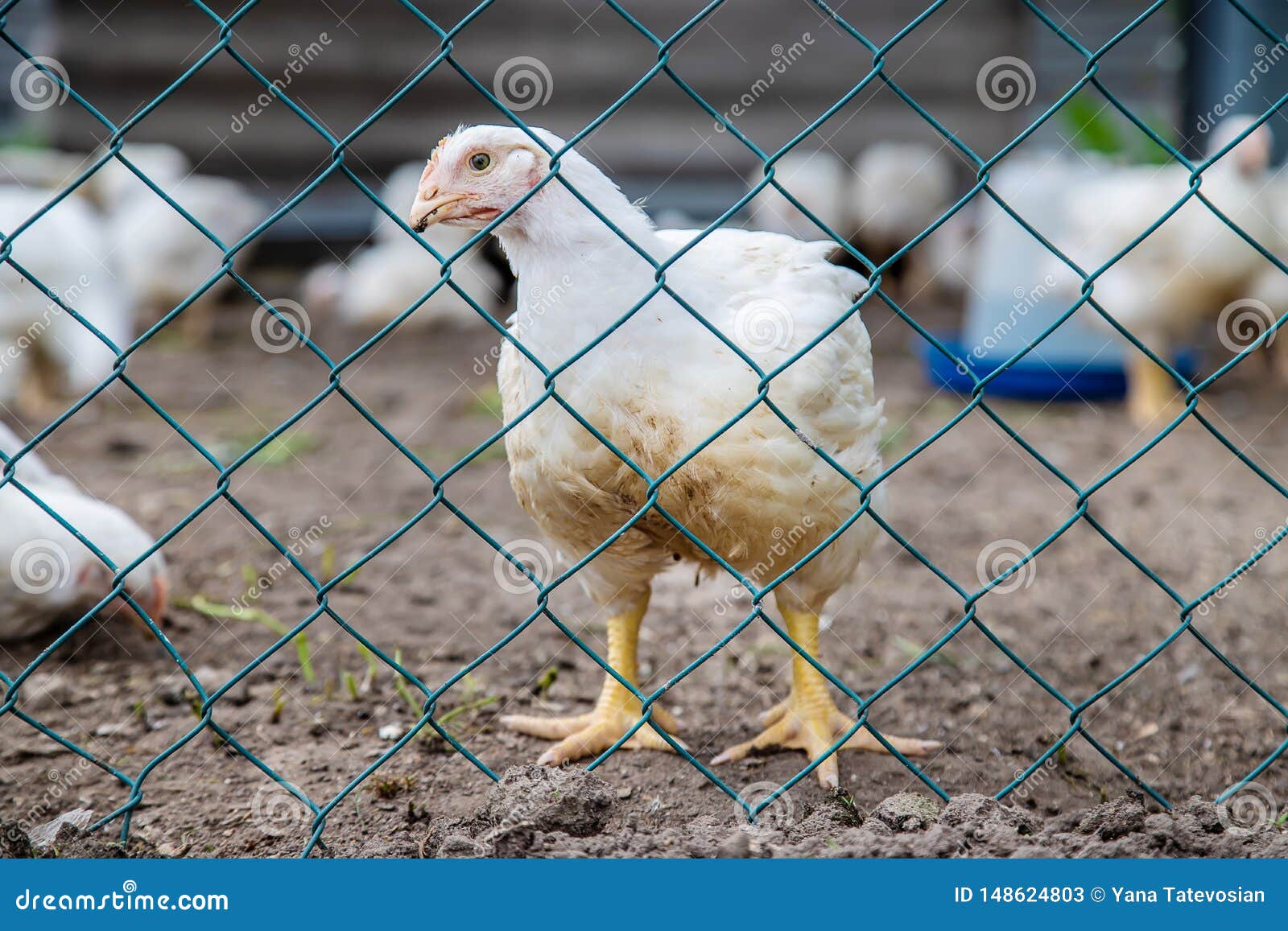 Bio Chickens on a Home Farm. Selective Focus Stock Image - Image of ...