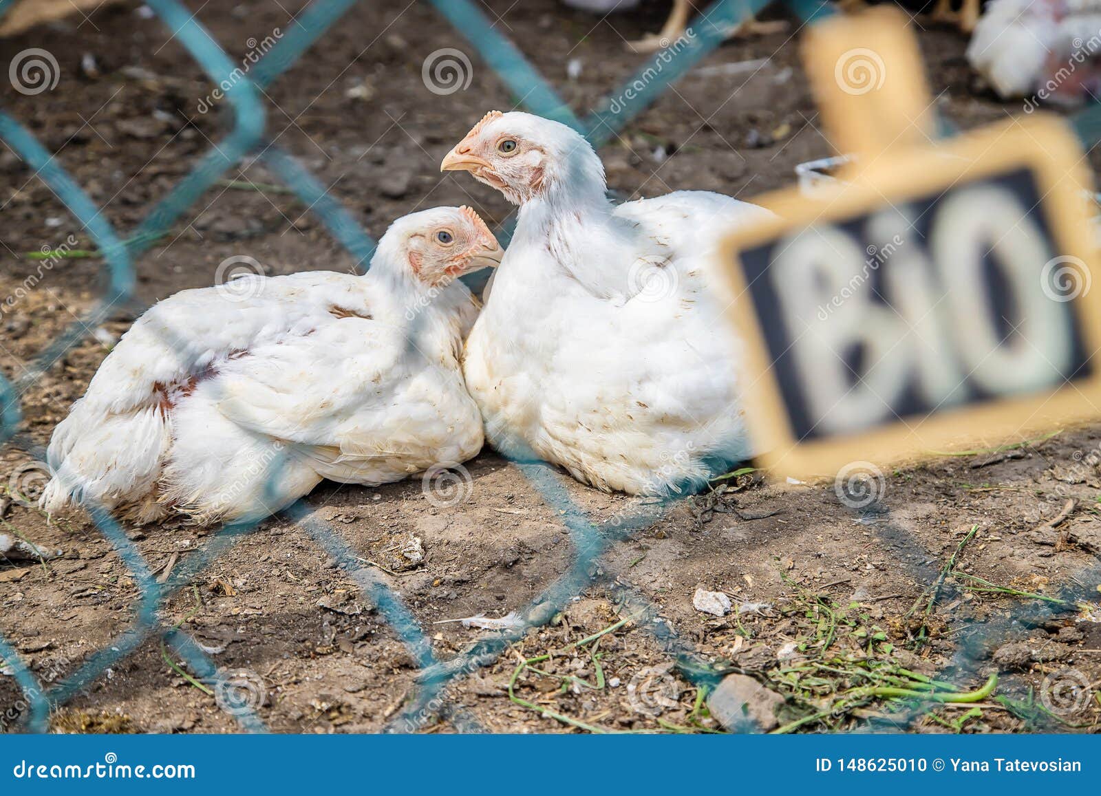 Bio Chickens on a Home Farm. Selective Focus Stock Photo - Image of ...