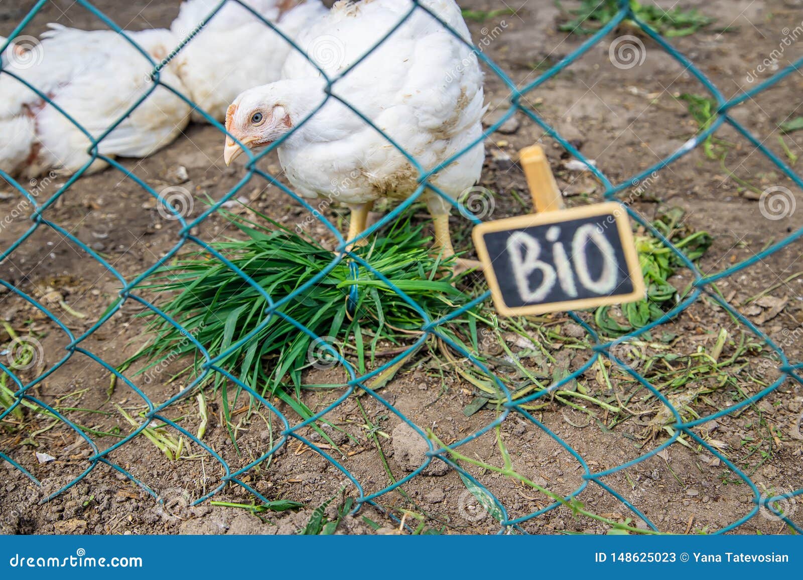 Bio Chickens on a Home Farm. Selective Focus Stock Image - Image of ...