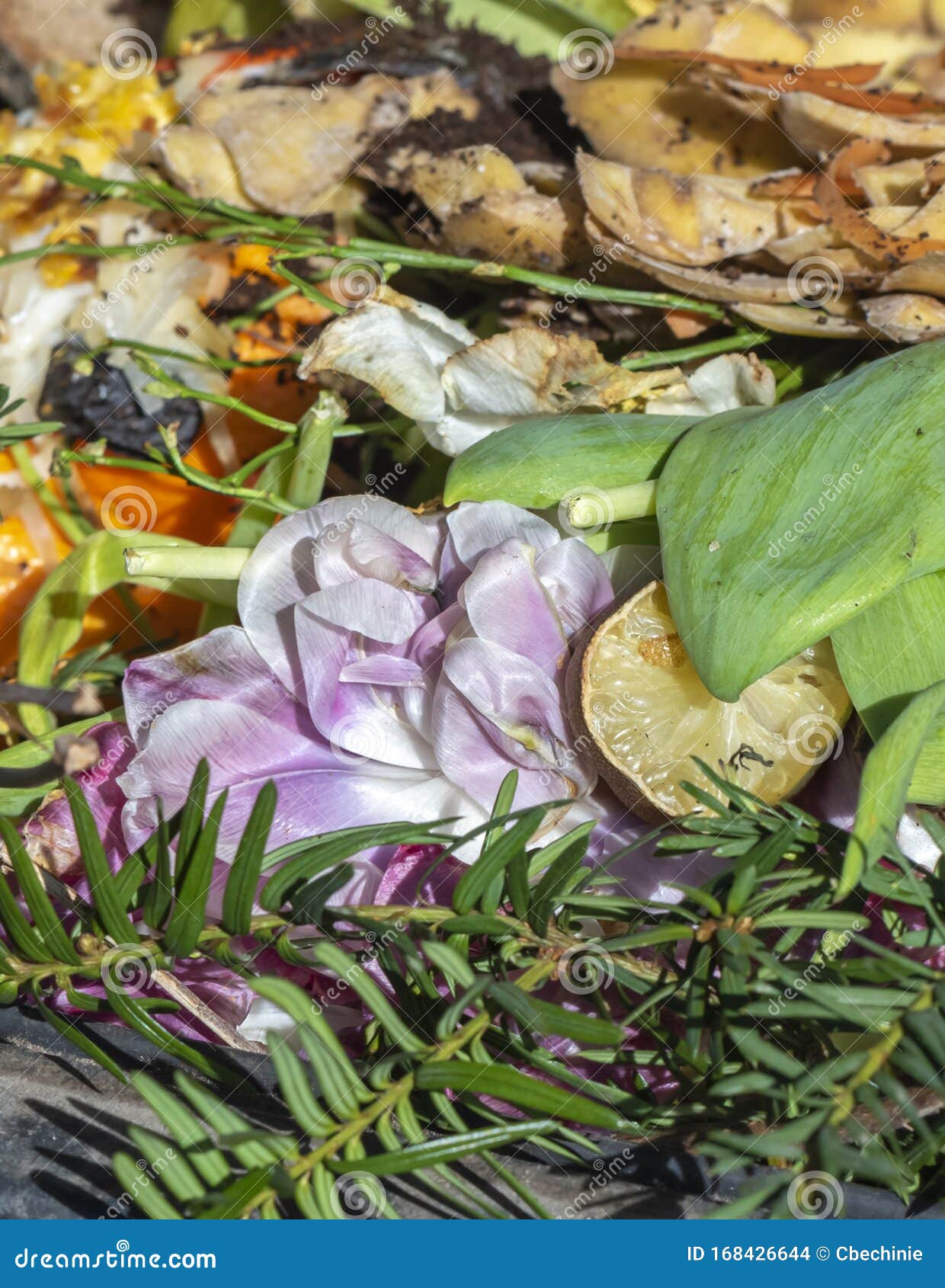 Bio Container with Various Organic Wastes for Recycling Stock Photo ...