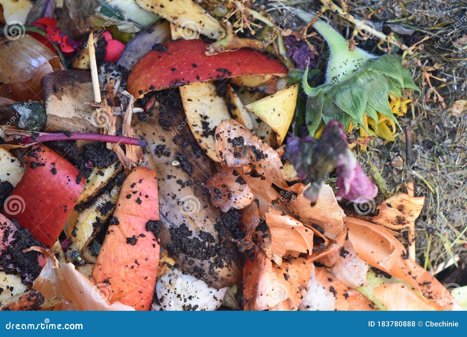 A Bio Container with Various Organic Wastes for Recycling Stock Photo ...