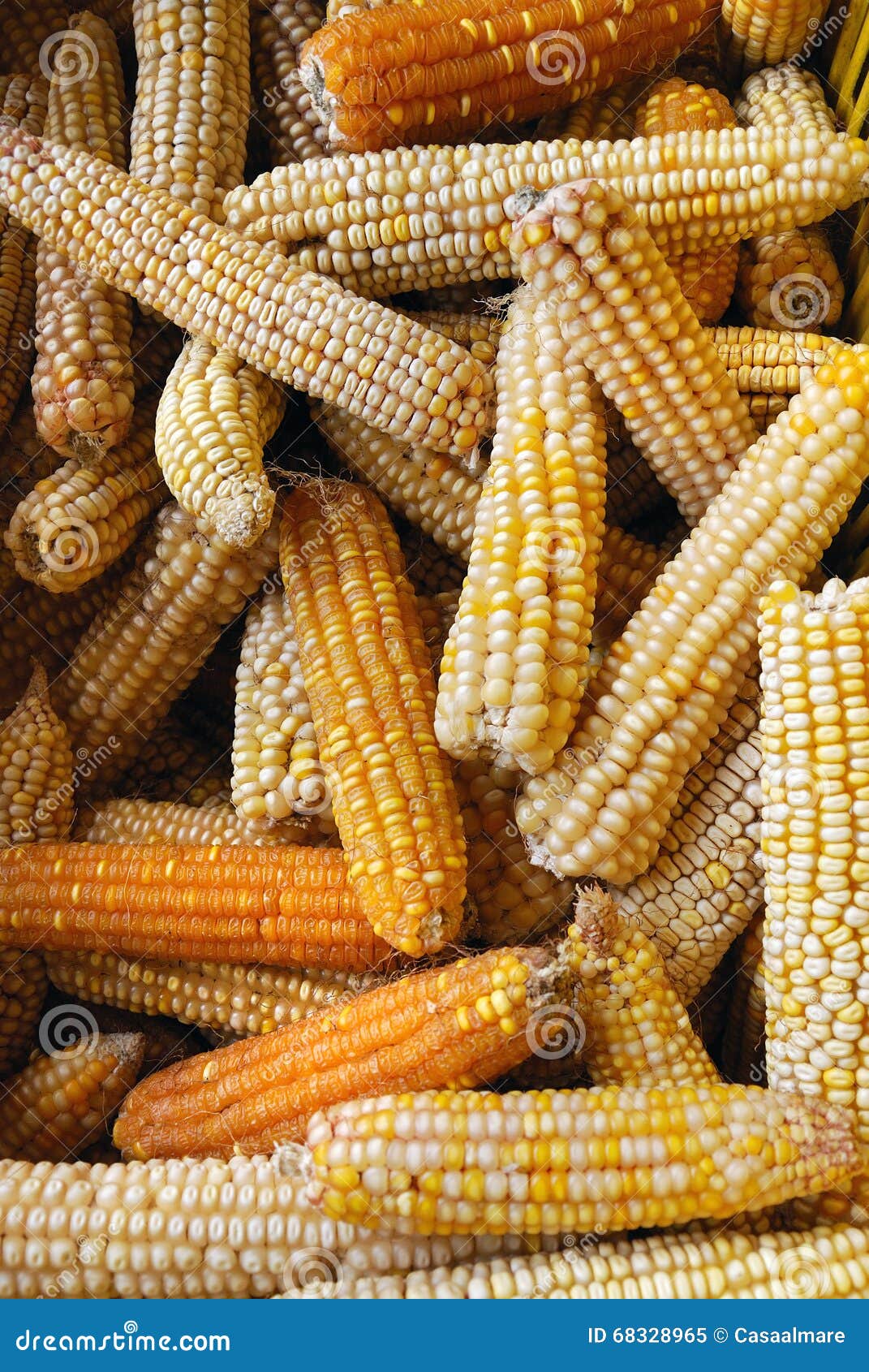 Bio corn stock image. Image of harvesting, farm, yellow - 68328965