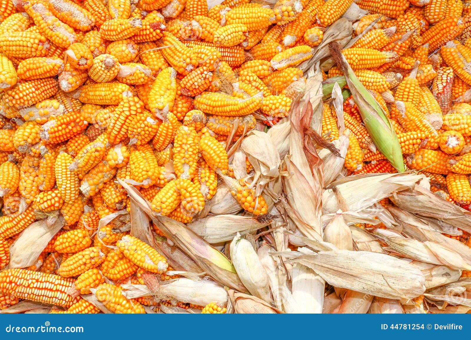 Bio corn stock photo. Image of corn, crop, color, plant - 44781254