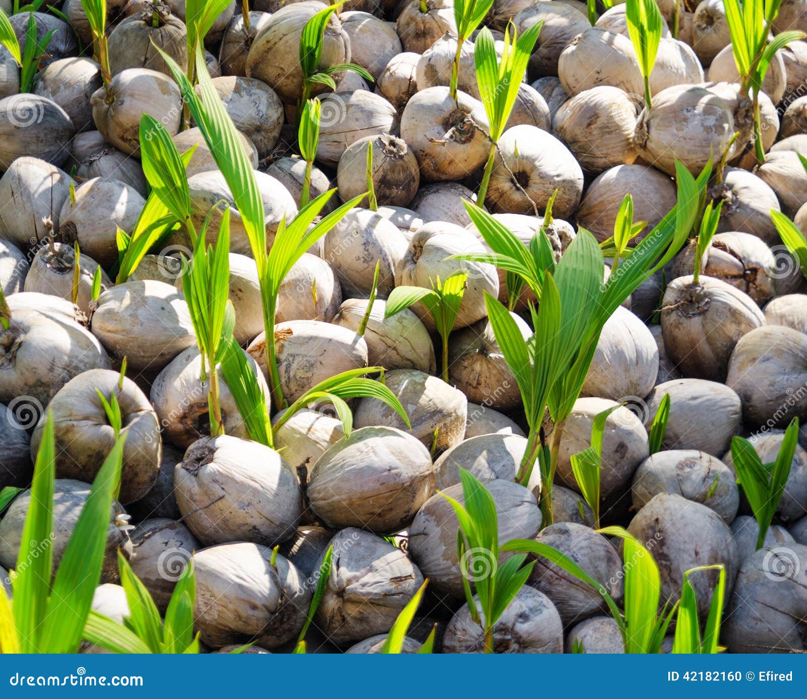 Green Sprouts of Coconut Tree Stock Photo - Image of growing, shoot ...