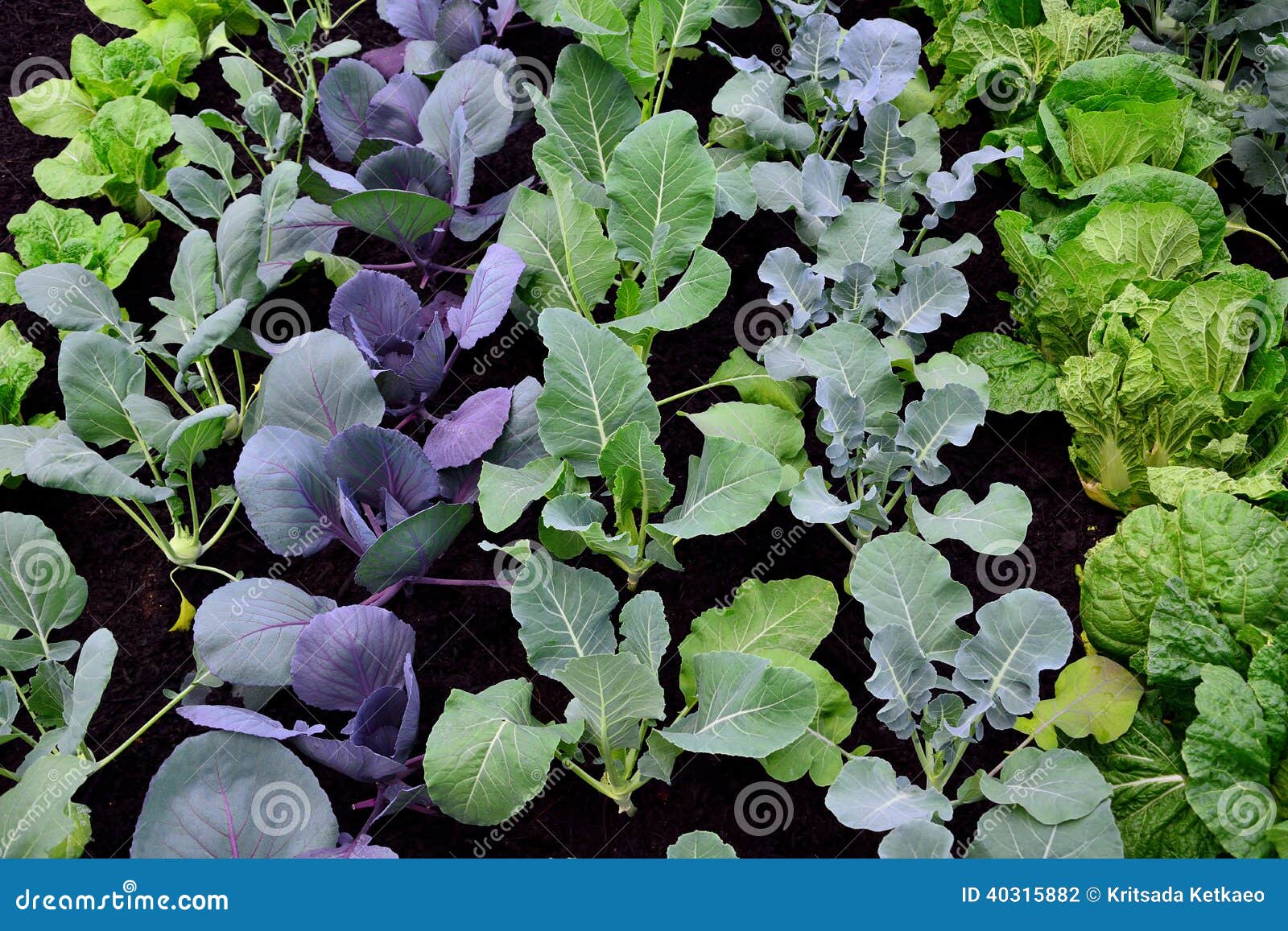 BIO Fresh Vegetable on Garden Stock Photo - Image of agriculture ...