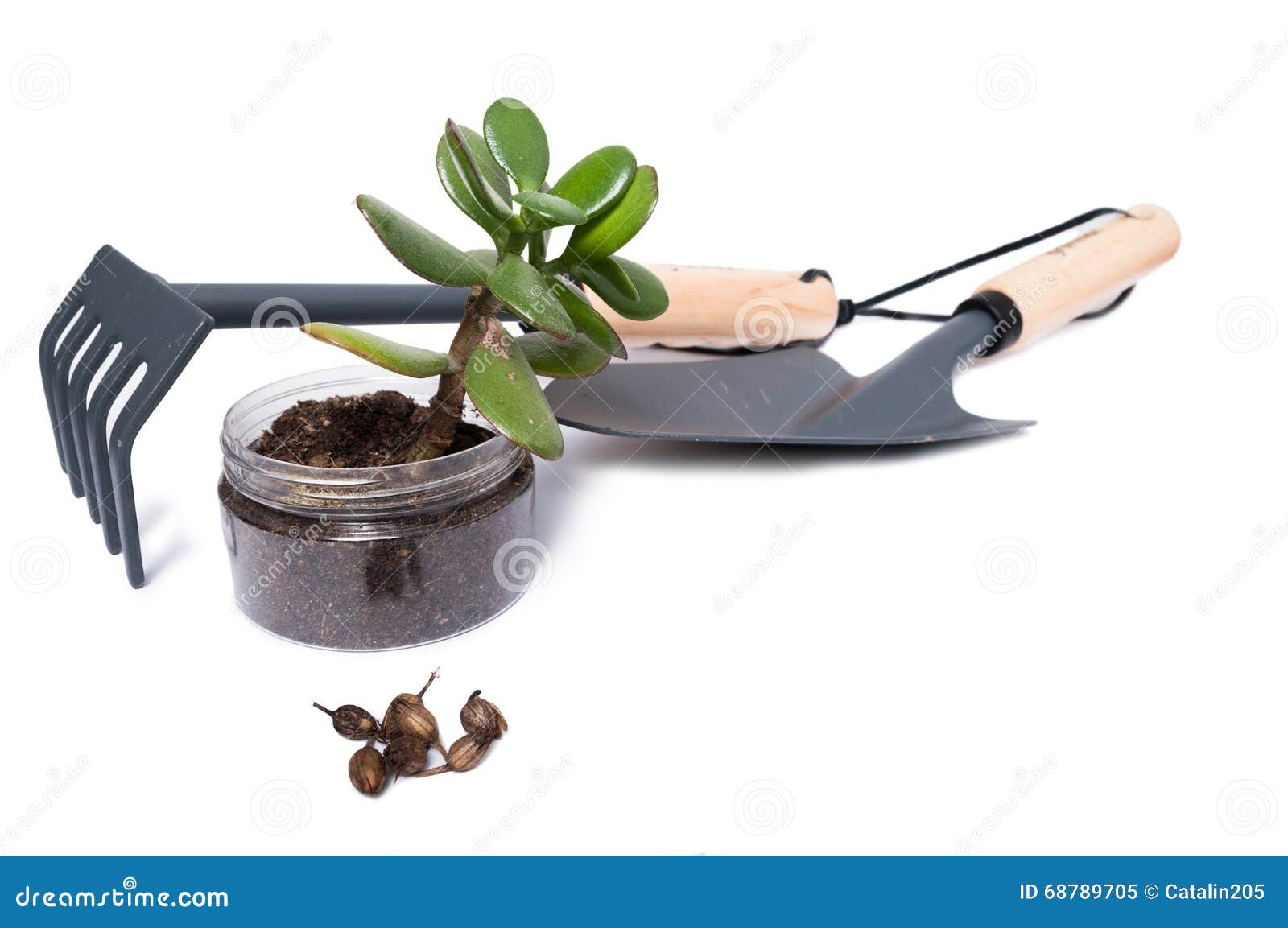 Bio Gardening Concept with Plant and Tools Stock Image - Image of front ...