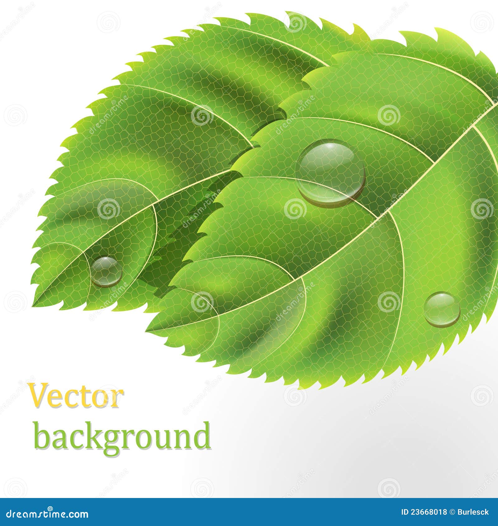 Bio Green Leaves Background with Drops Stock Vector - Illustration of ...