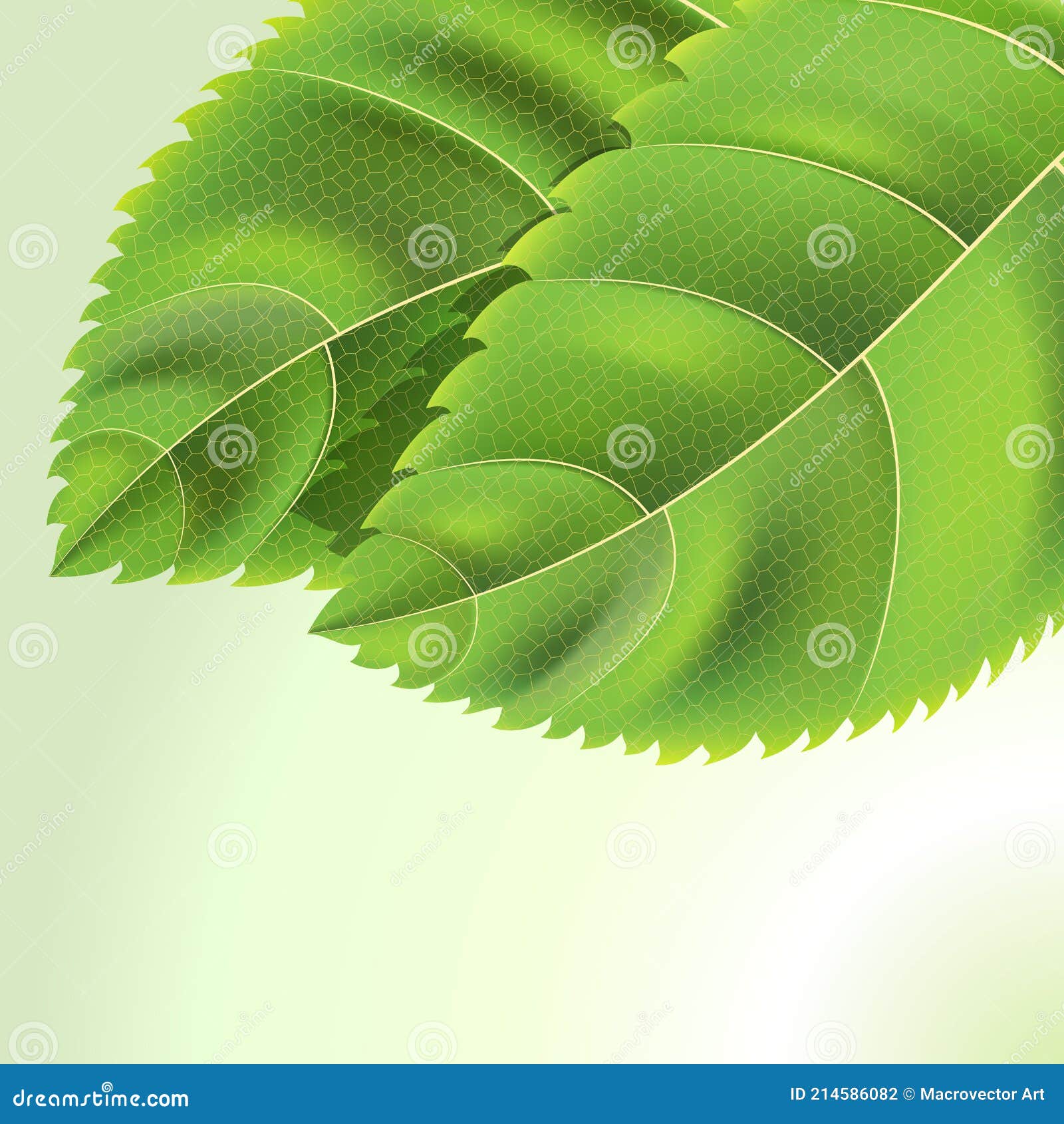 Bio Green Leaves Background with Drops Stock Vector - Illustration of ...