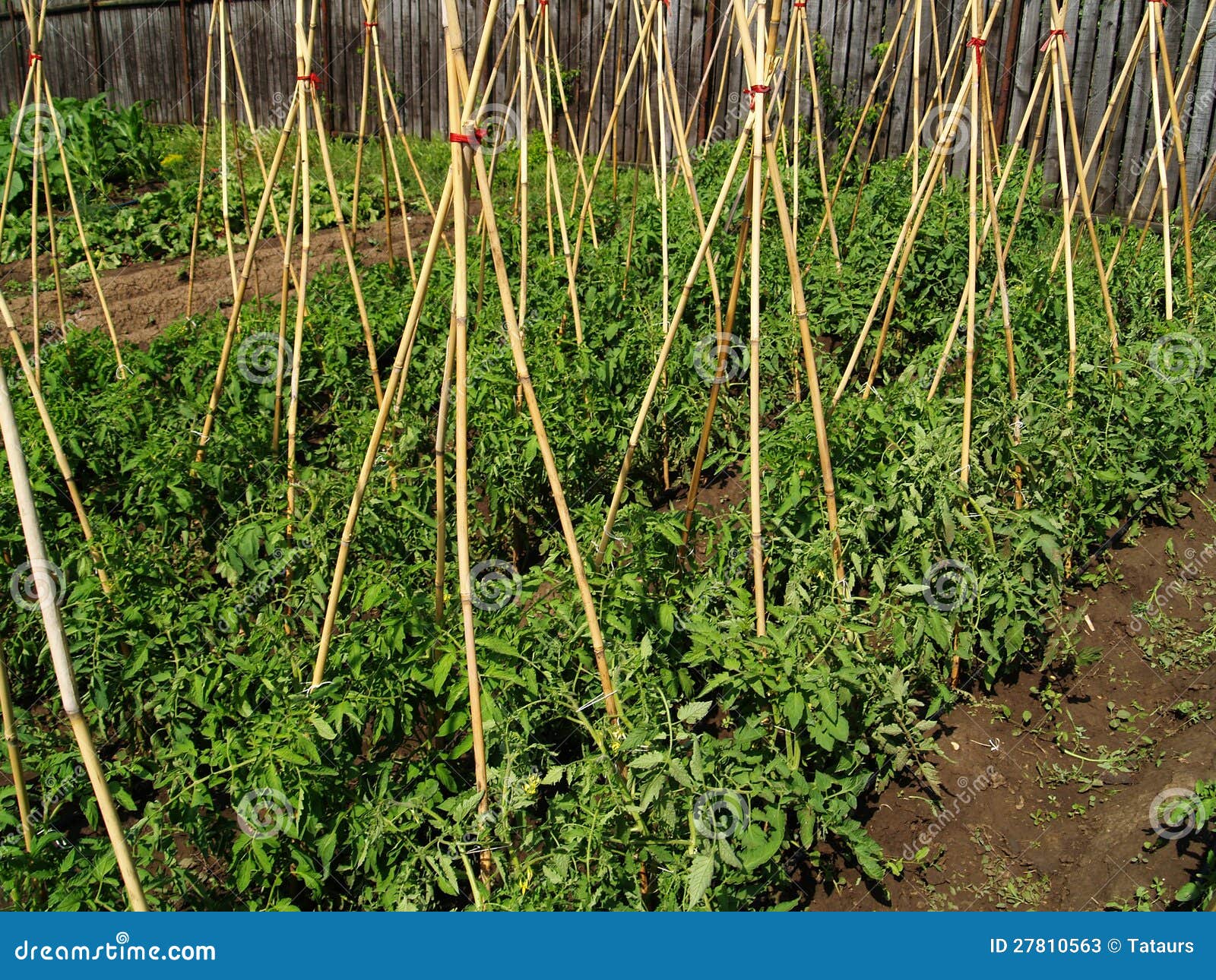 Bio jardin de tomate image stock. Image du zone, fruits - 27810563