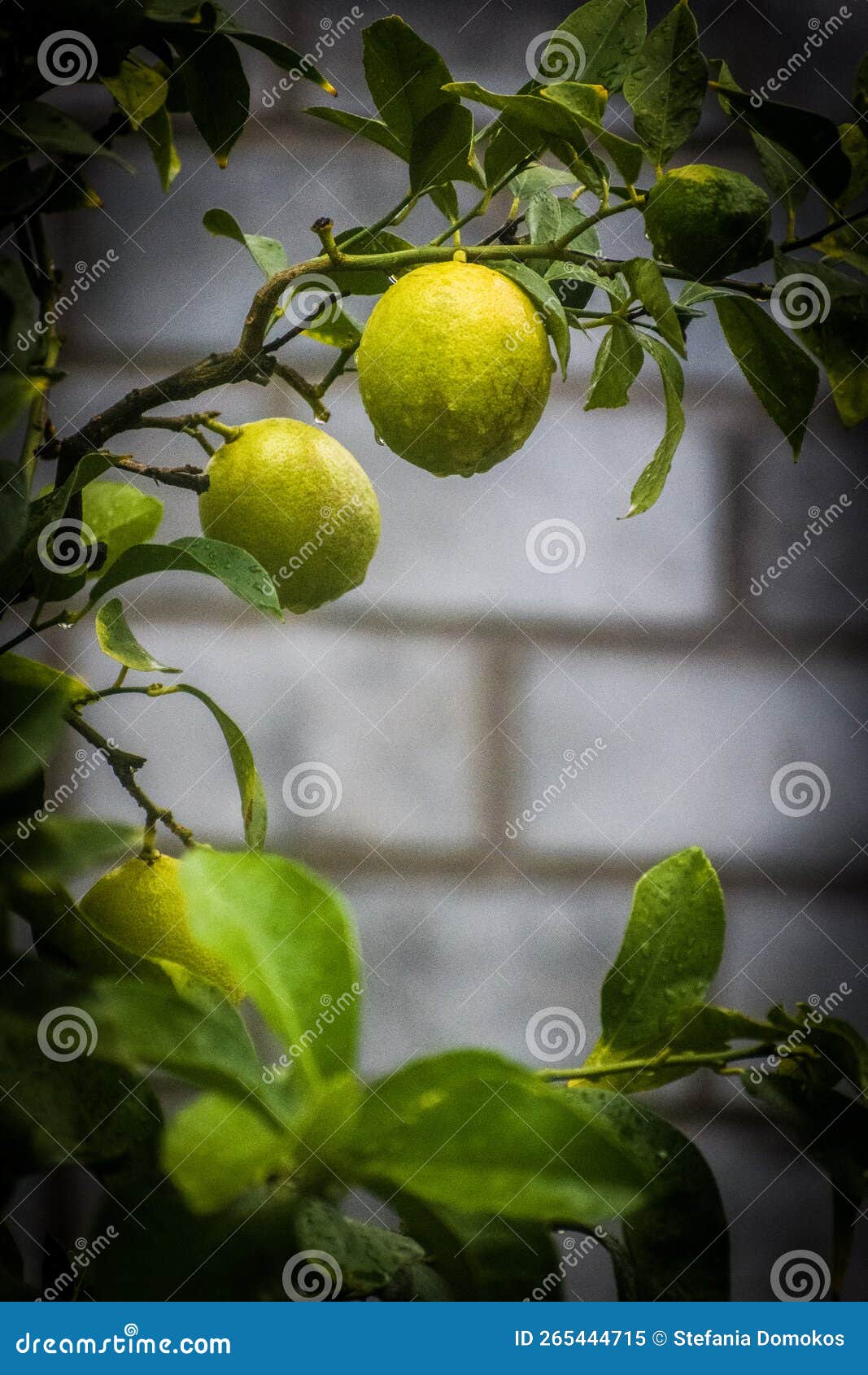 Bio lemon tree stock image. Image of yellow, branch - 265444715