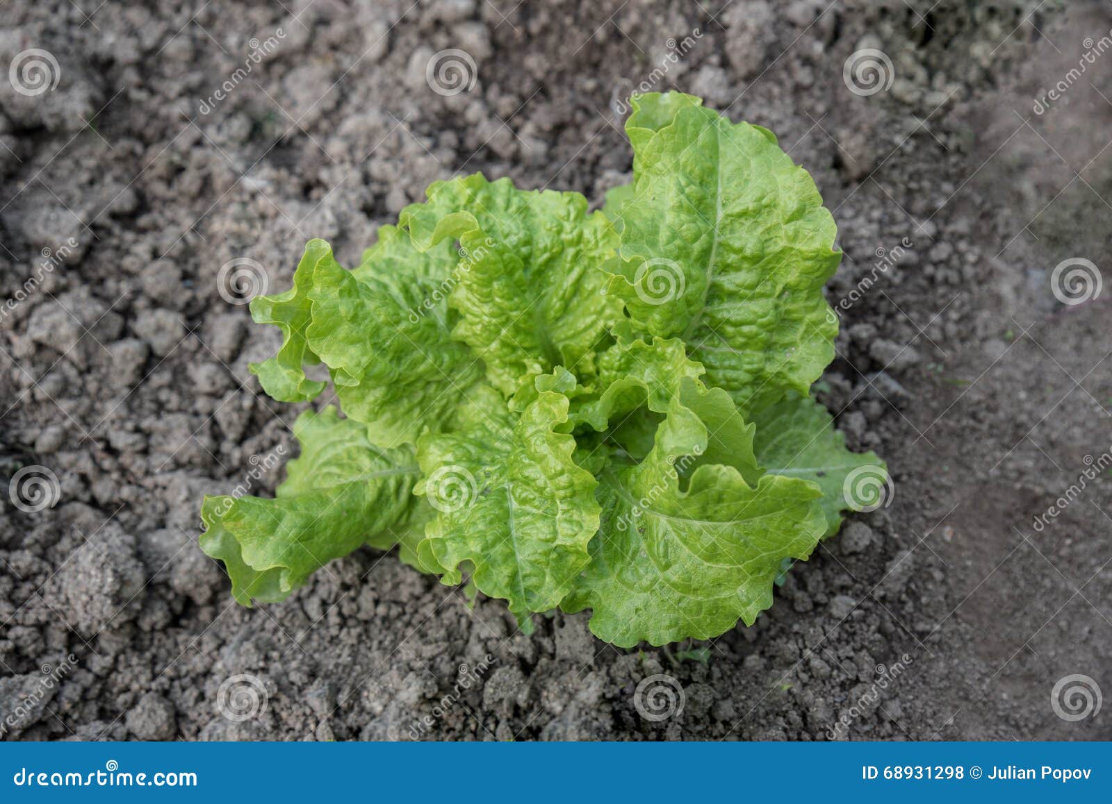 Bio Lettuce in the Garden, Top View Stock Photo - Image of line ...