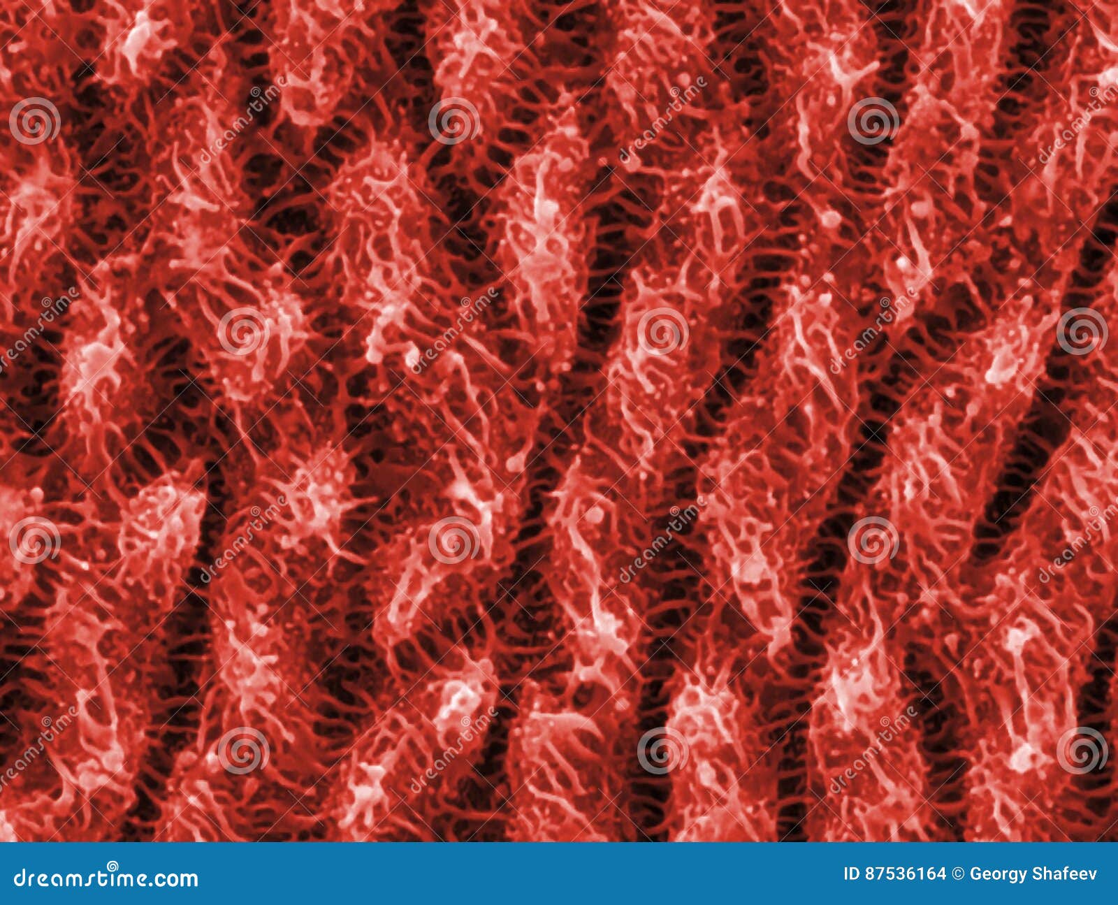 Mimetic Structures Stock Photos - Free & Royalty-Free Stock Photos from ...