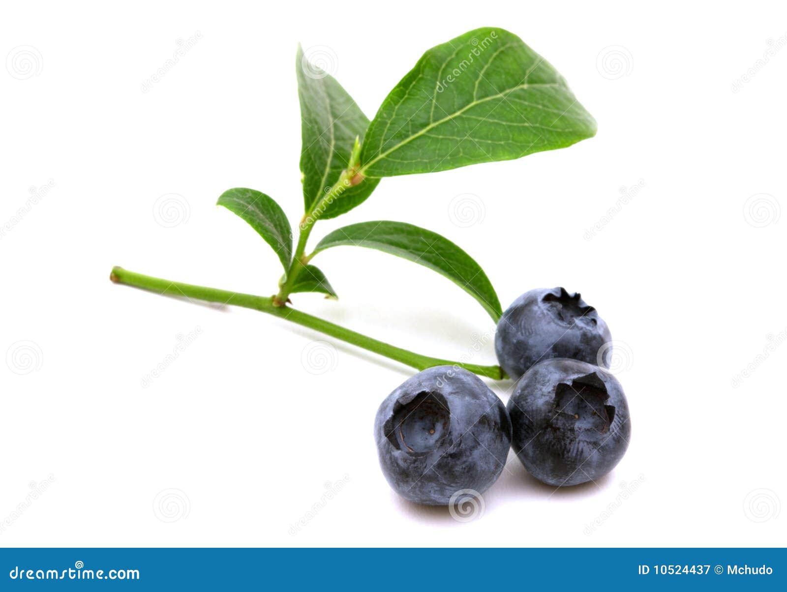 Bio- mirtilli freschi immagine stock. Immagine di polposo - 10524437