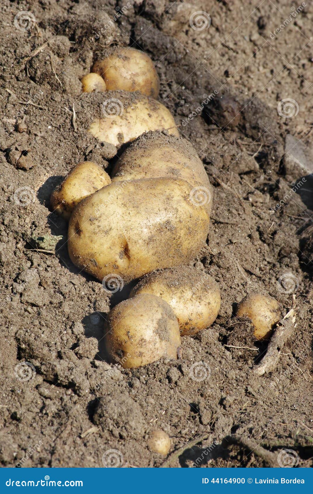 Bio potatoes stock photo. Image of growth, garden, farmer - 44164900