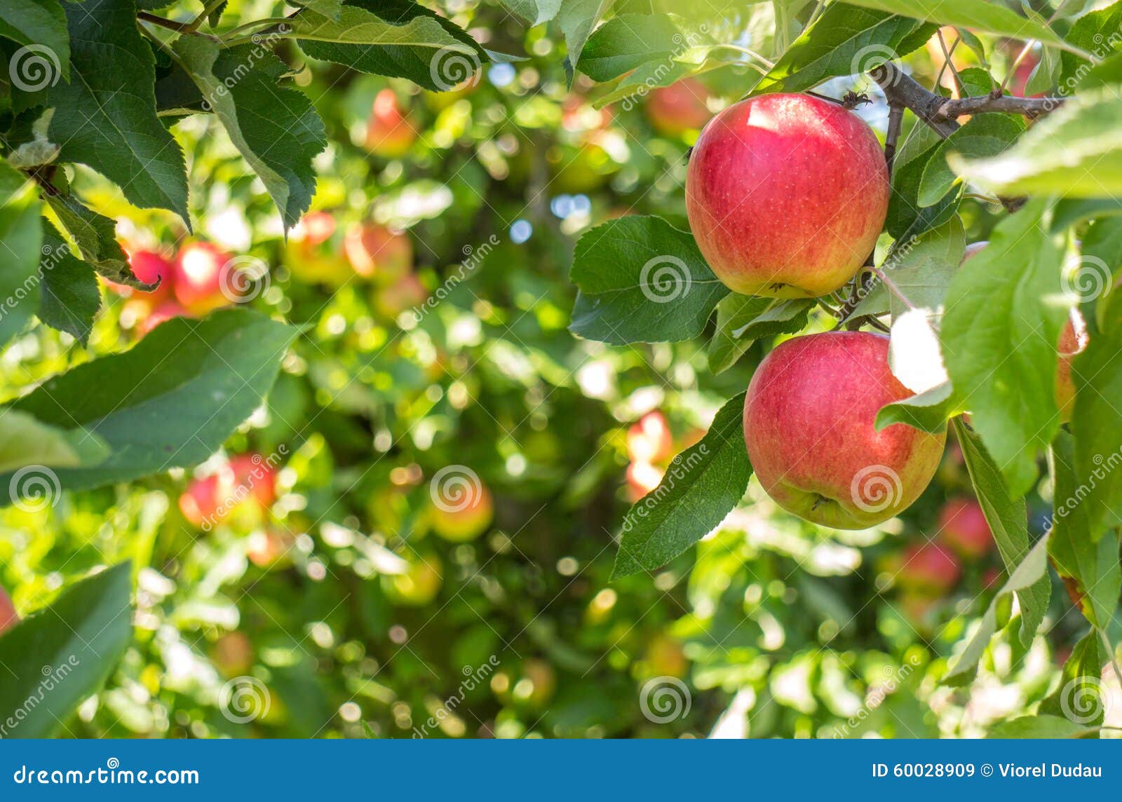 Bio red apples in tree stock image. Image of ripe, autumn - 60028909