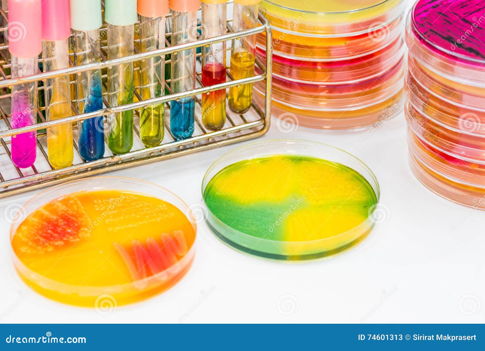 Biochem Tests and Agar Plate. Stock Image - Image of ...