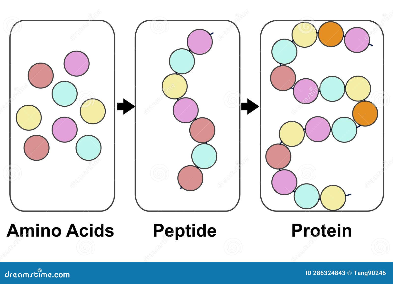 Biochemial Structure Of Amino Acids Peptides And Proteins Molecular Model Stock Illustration