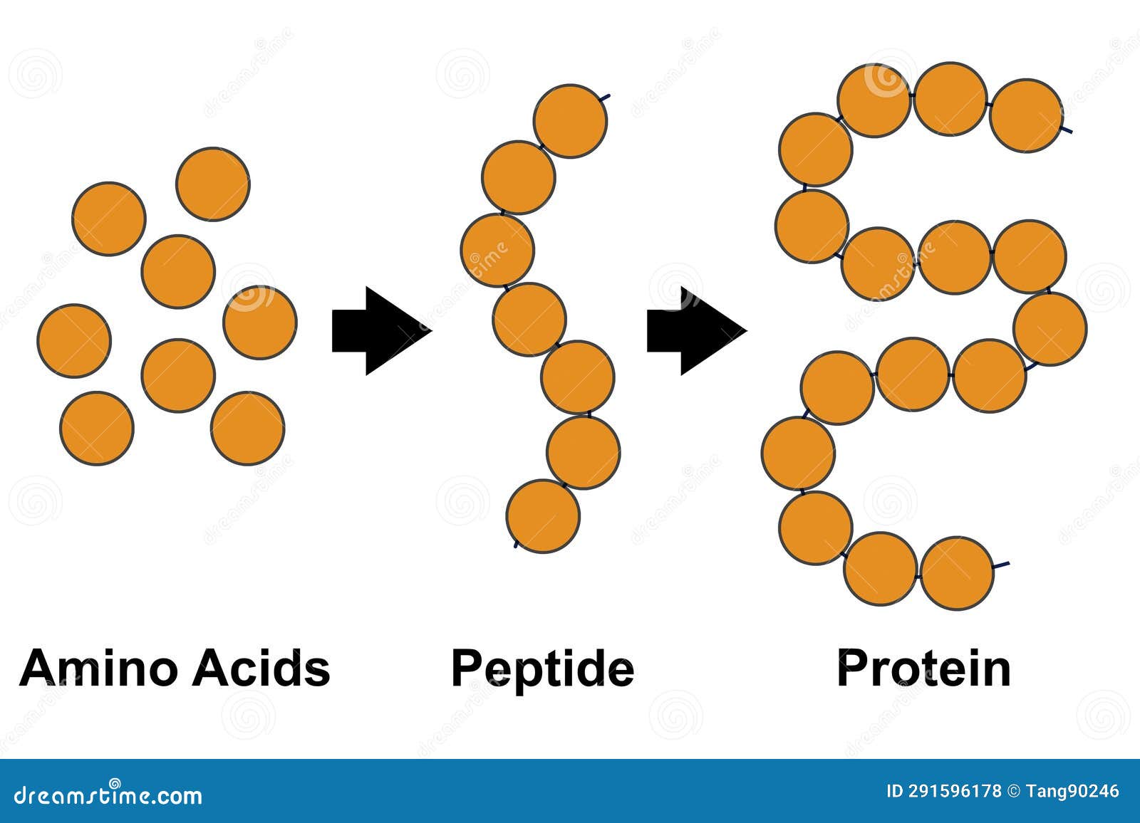 Biochemical Structure of Amino Acids, Peptides and Proteins Molecular ...