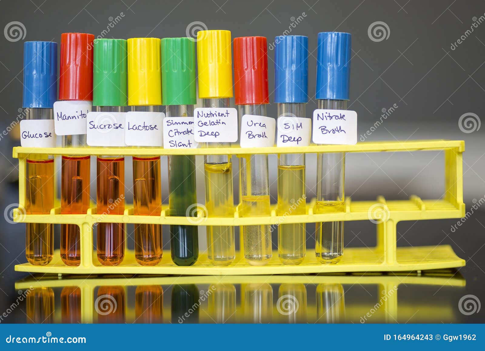 Biochemical Tests stock image. Image of inspection, broth - 164964243