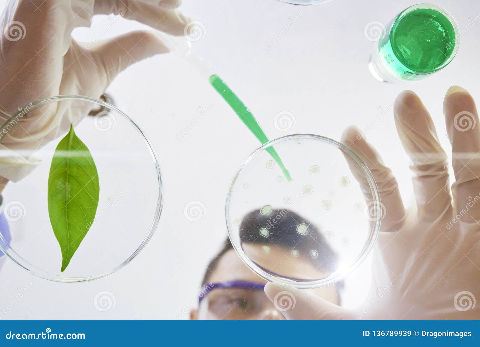 Biochemist at work stock image. Image of leaf, chemical - 136789939