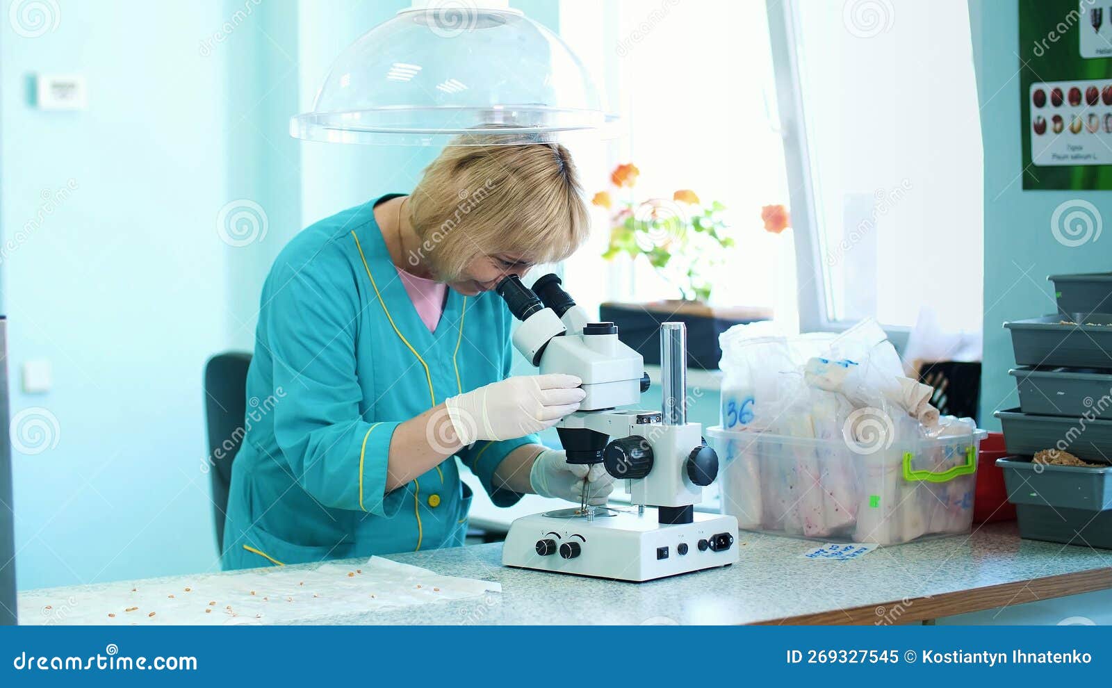 Biochemist Working in the Lab with Sprouted, Rooted Corn Seeds ...