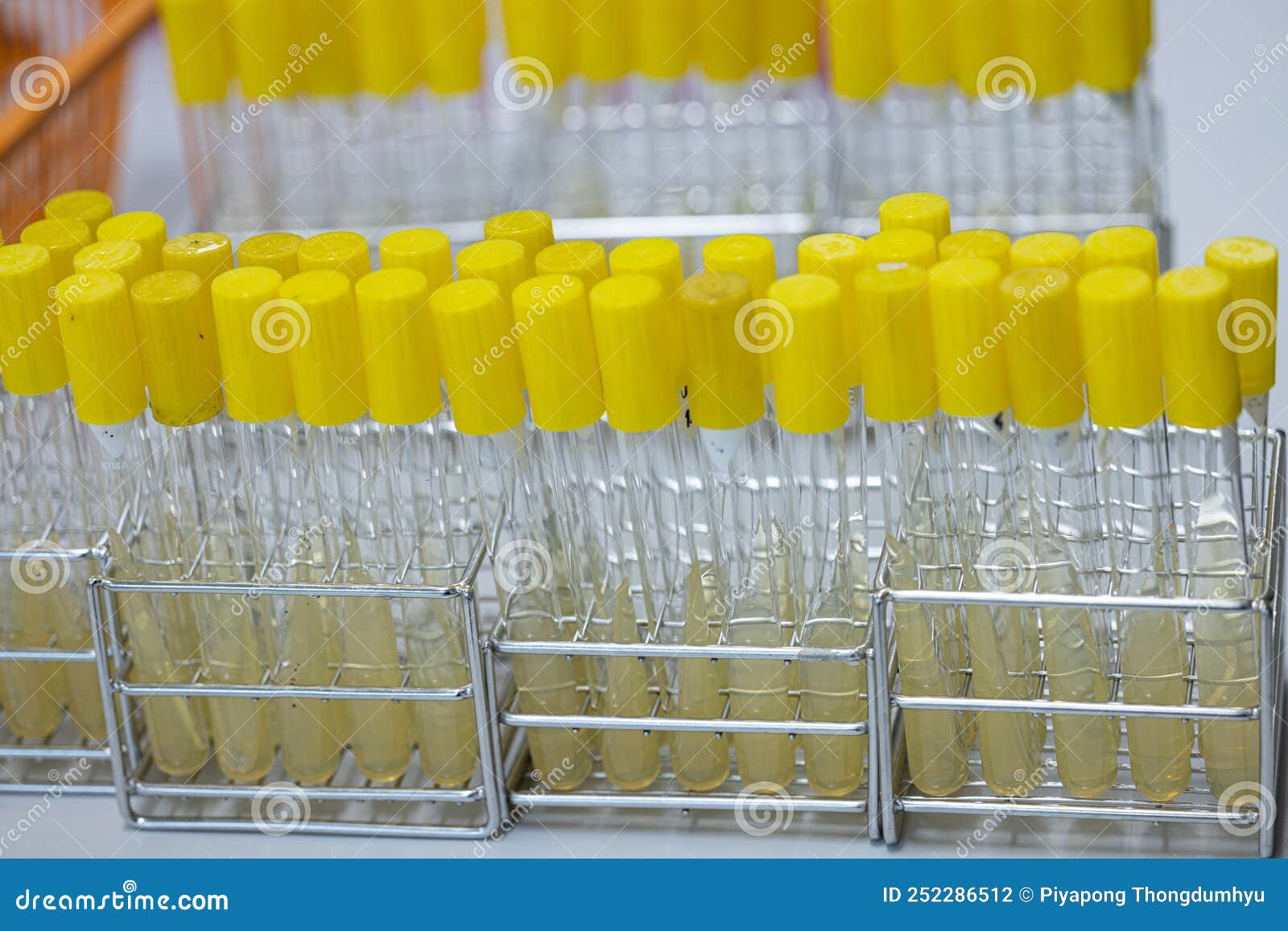 Biochemistry Study in the Laboratory. Stock Photo - Image of doctor ...