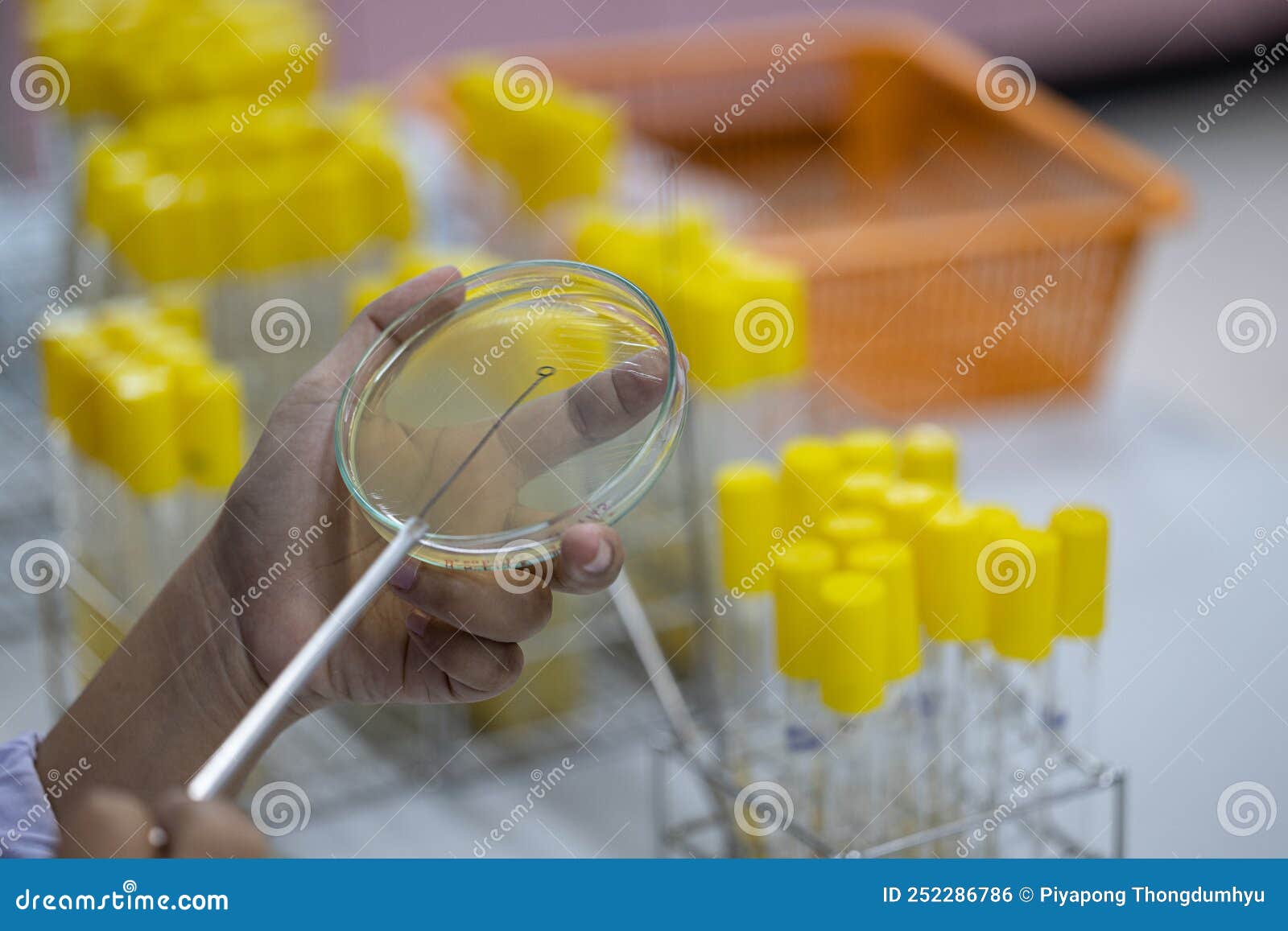 Biochemistry Study in the Laboratory. Stock Photo - Image of bacteria ...