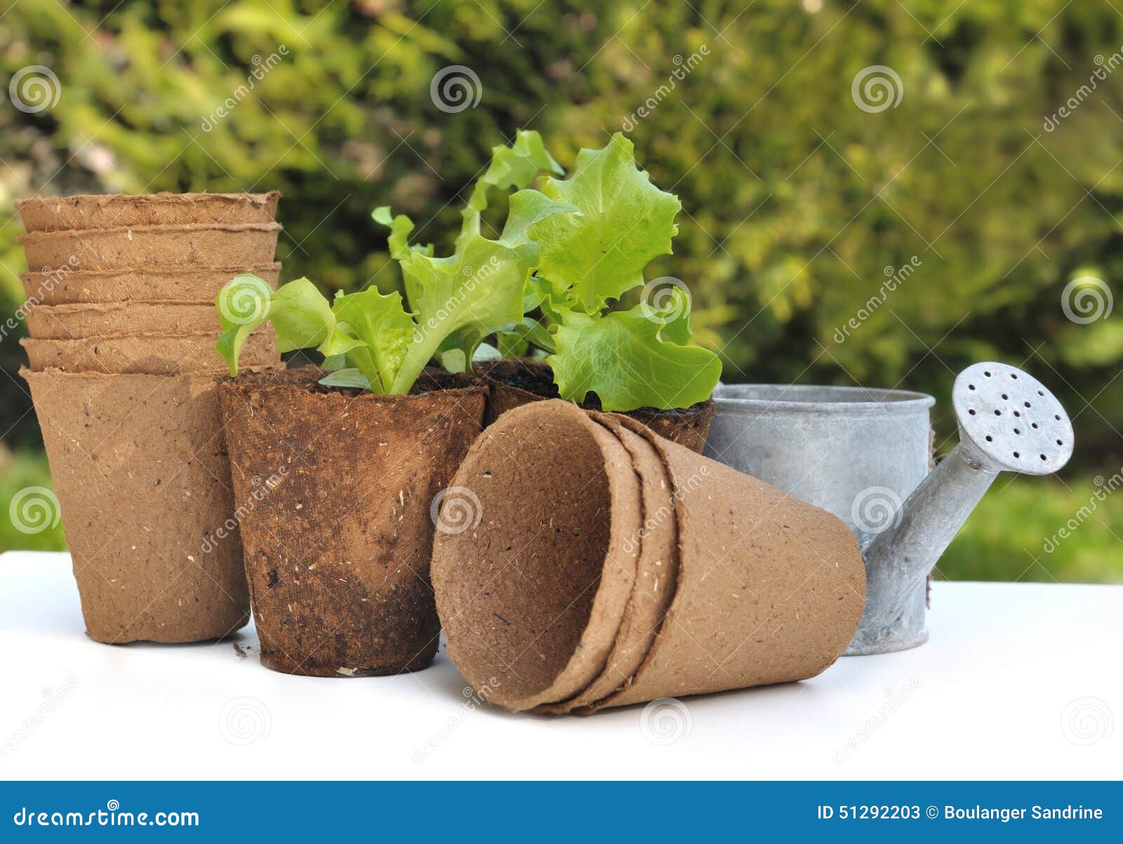 Biodegradable Pot for Seedlings Stock Image - Image of green, watering ...
