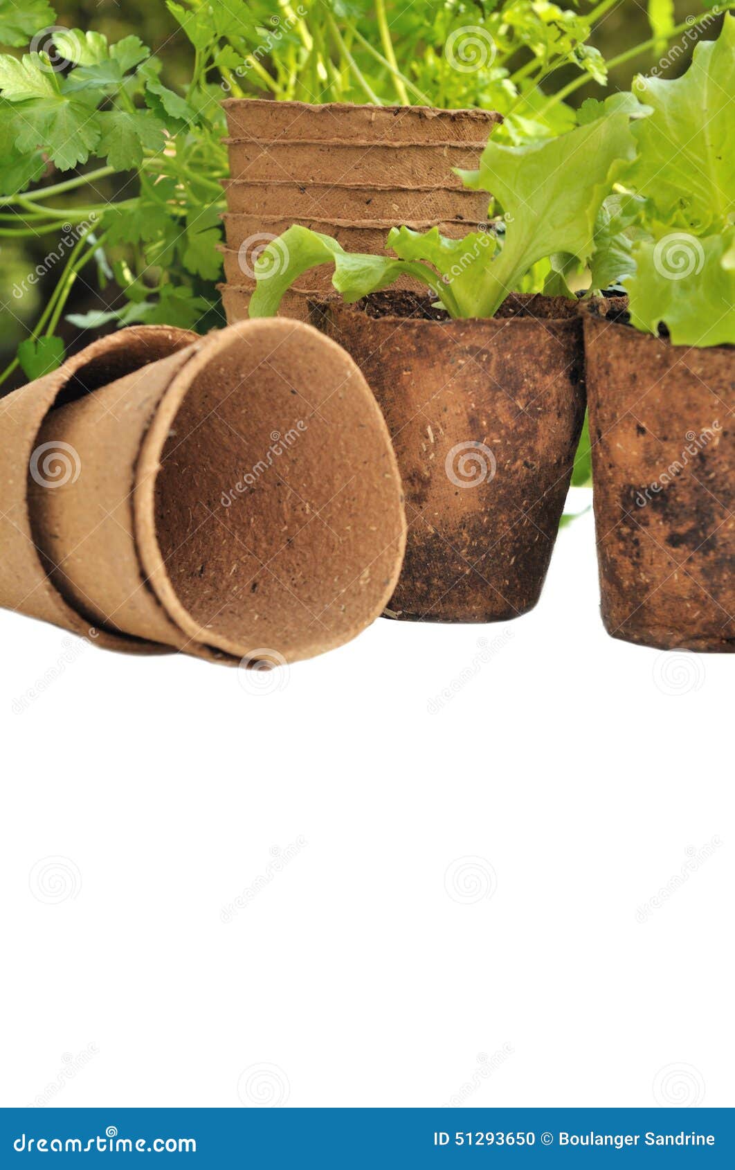 Biodegradable pots stock photo. Image of horticulture - 51293650