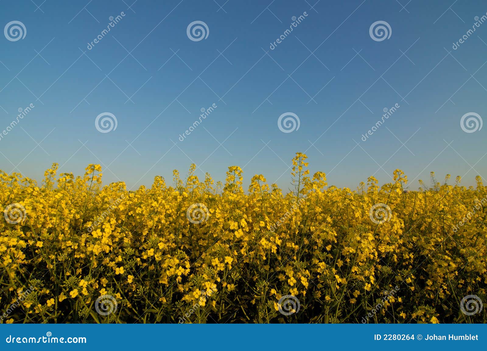 Biodiesel field. stock photo. Image of fuel, crop, spring - 2280264