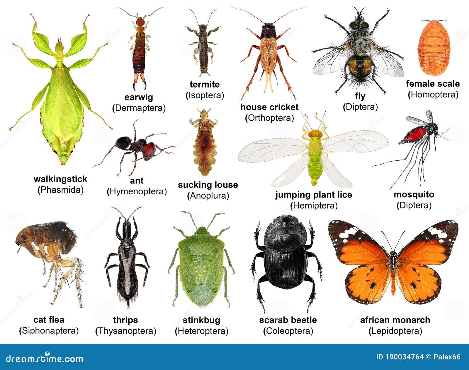 Biodiversidade foto de stock. Imagem de escala, pulga - 190034764