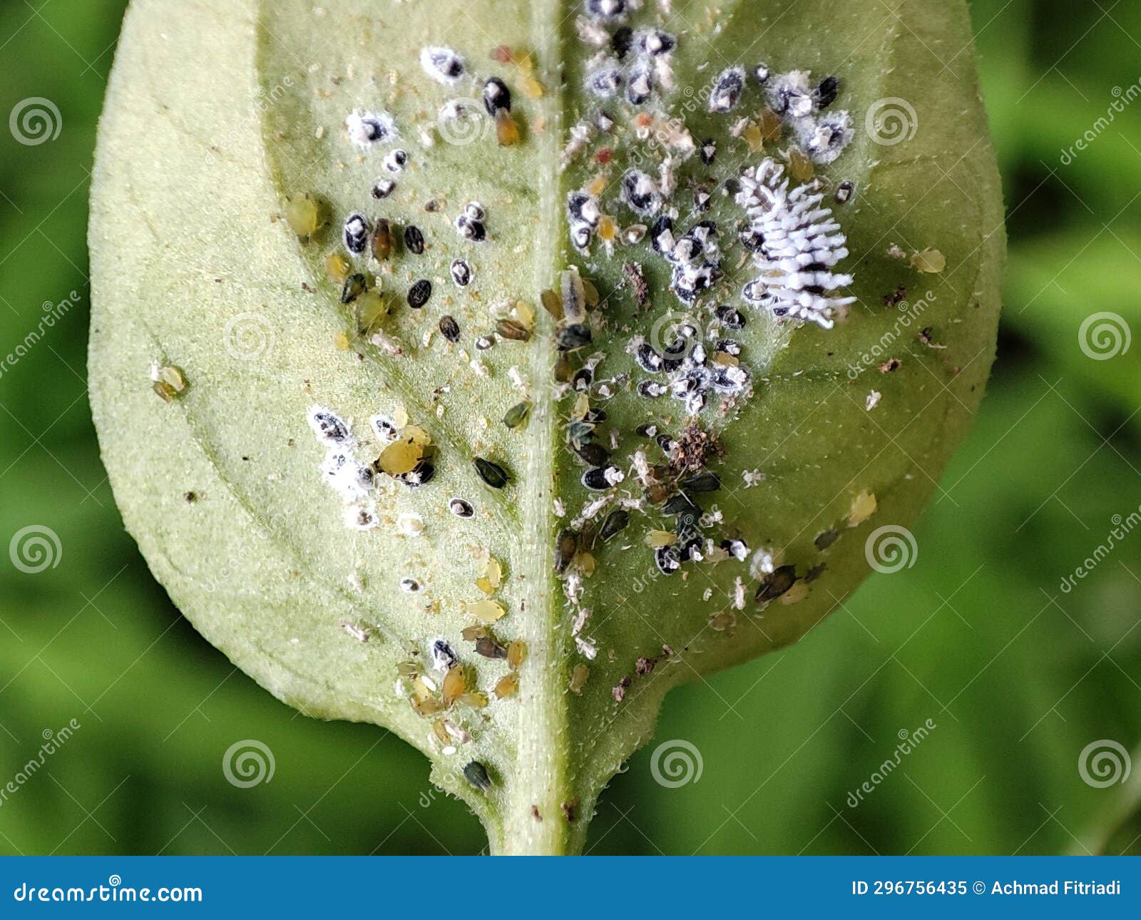 Biodiversity Aphids on a Sprig of Chili Plant Leaves Stock Image ...