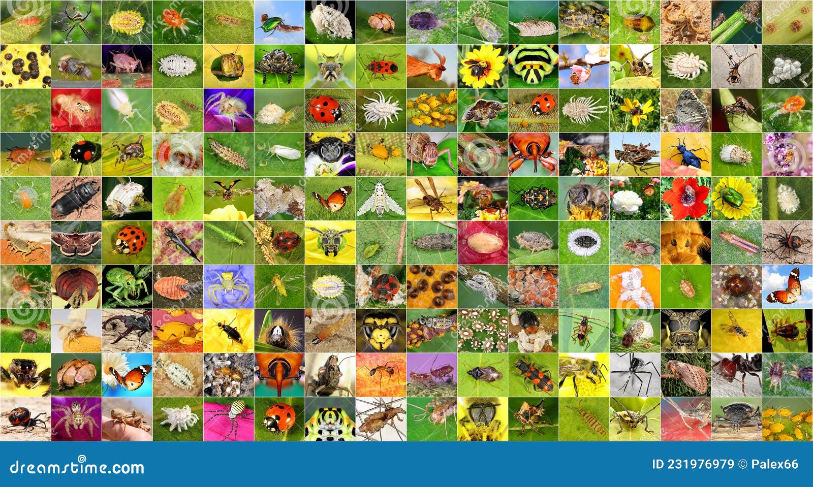 Biodiversity and Colors in the Insect World Stock Image - Image of ...