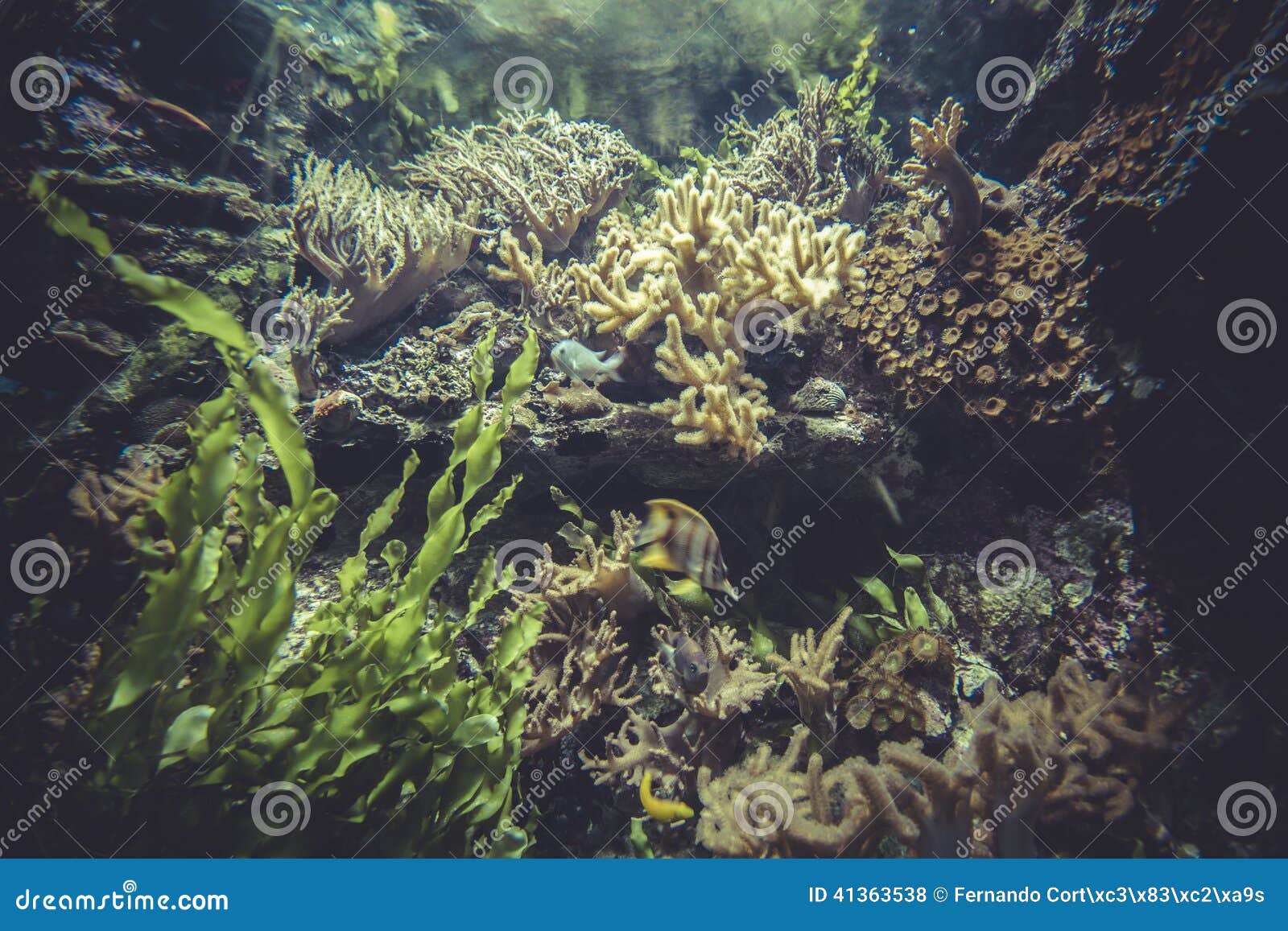 Biodiversity, Small Coral Reef Ecosystem Stock Photo - Image of ...
