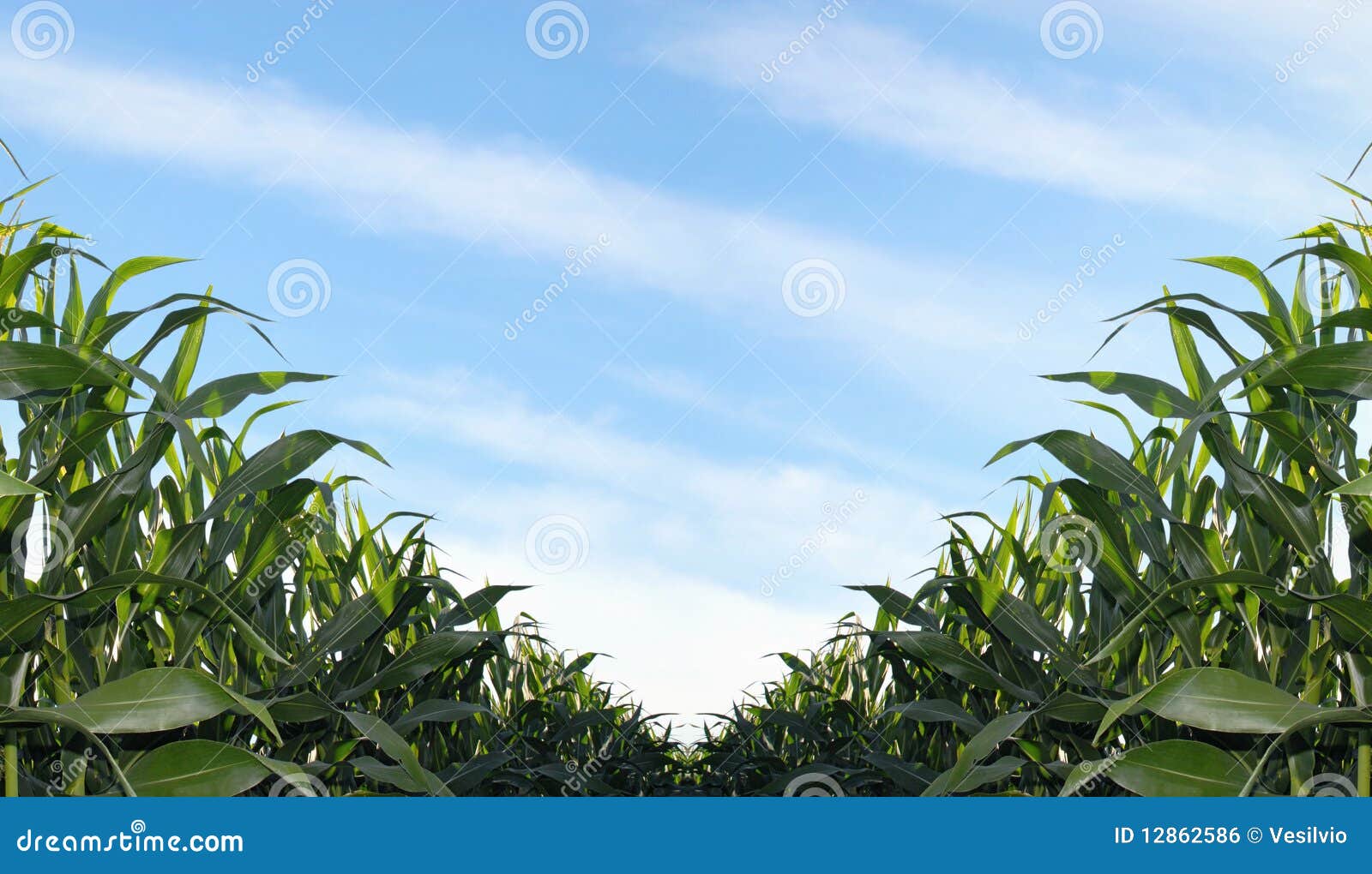 BioEnergy stock photo. Image of field, fuel, biomass - 12862586