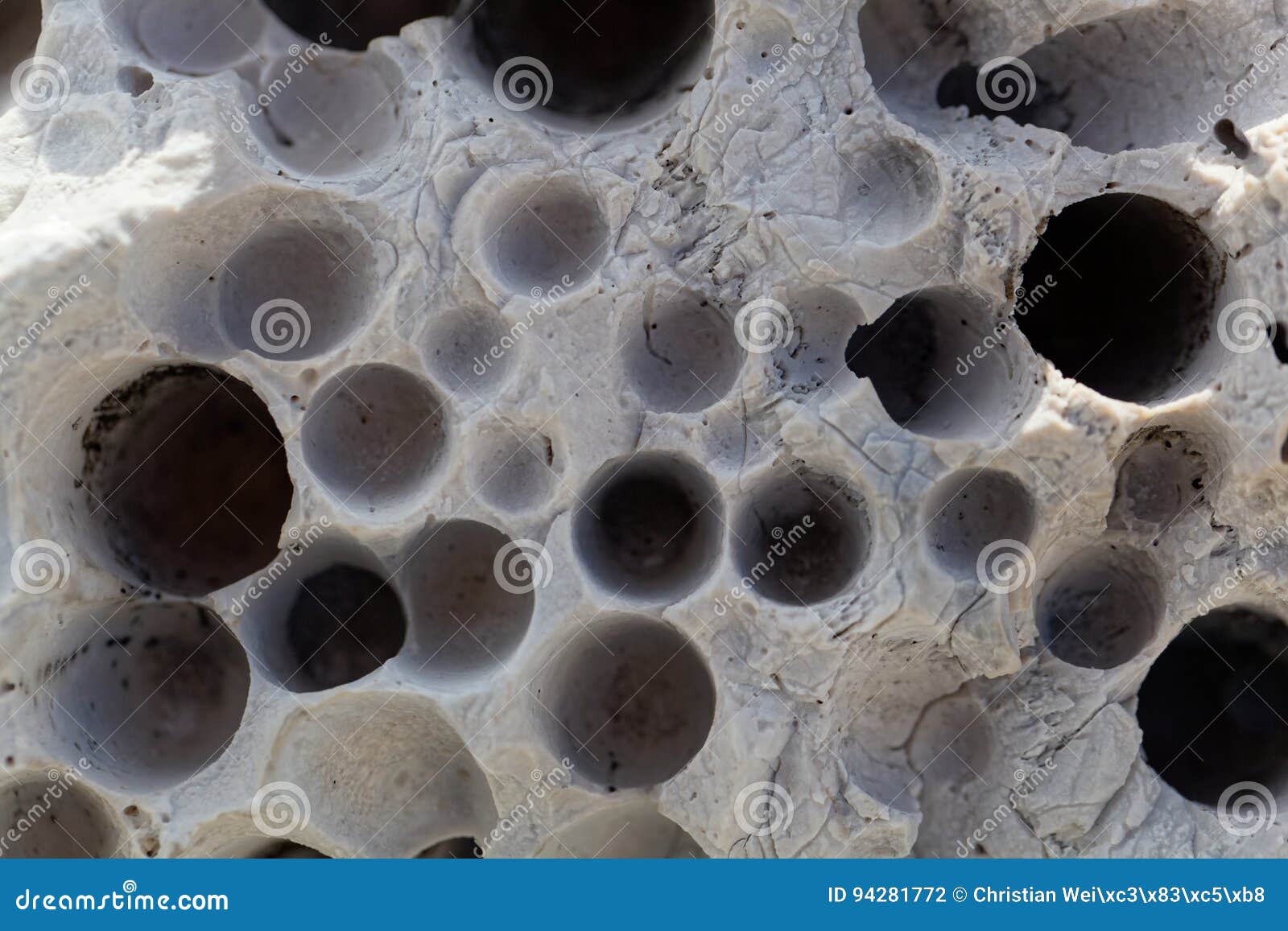 Bioerosion Traces of Boring Organisms Stock Photo - Image of detail ...