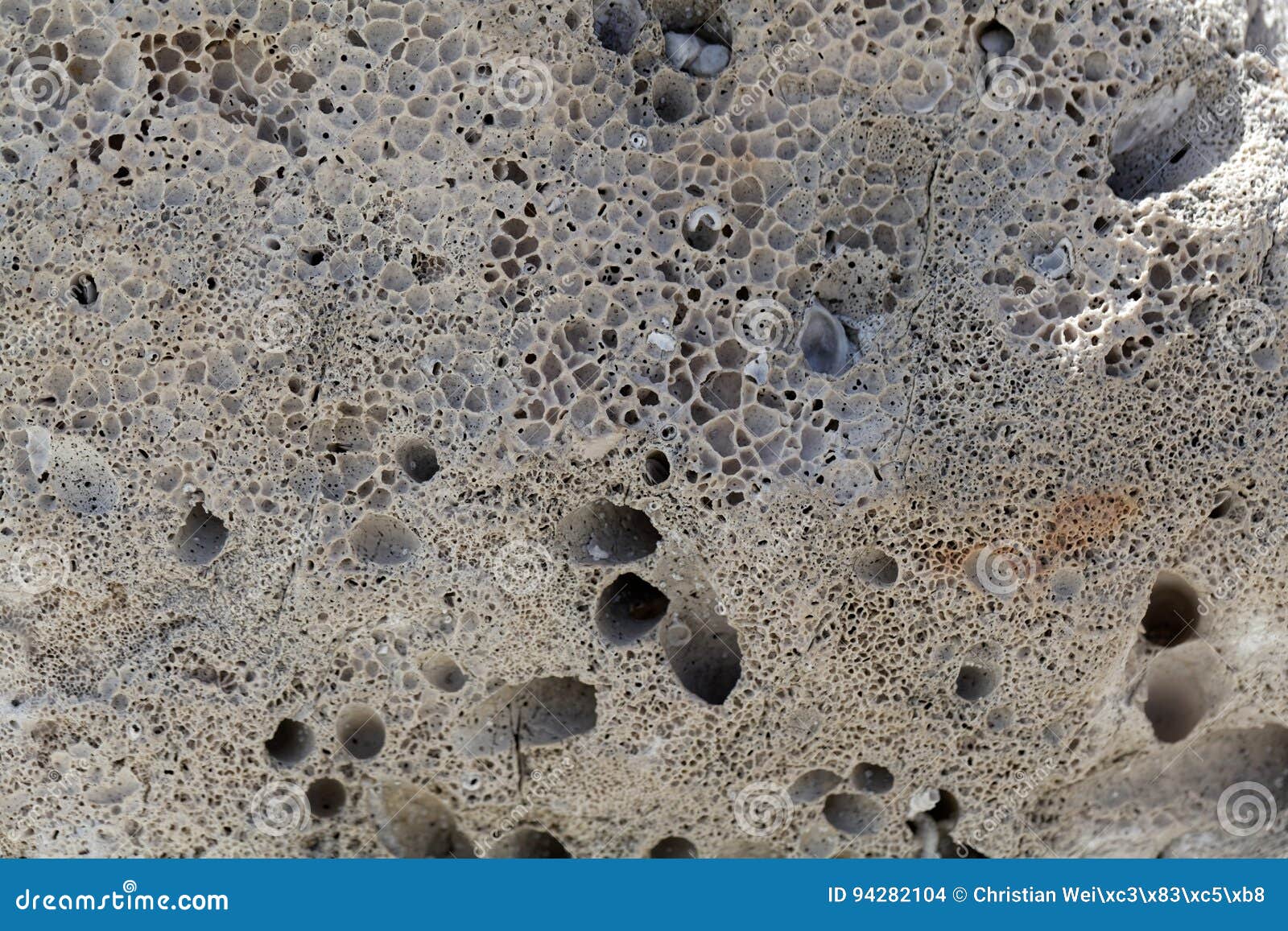 Bioerosion Traces of Boring Organisms Stock Photo - Image of shell ...