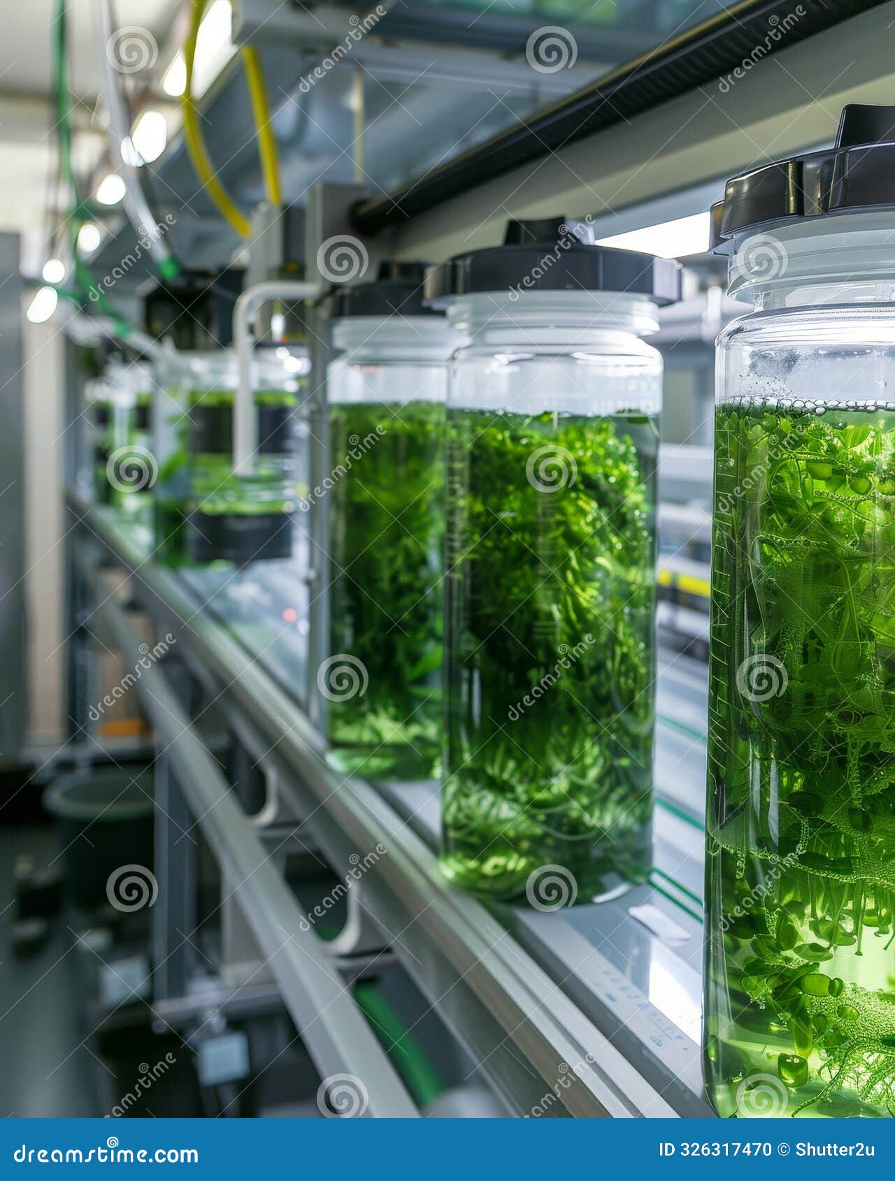 Biofuel Production from Algae in a Laboratory Showing Bioreactors and ...
