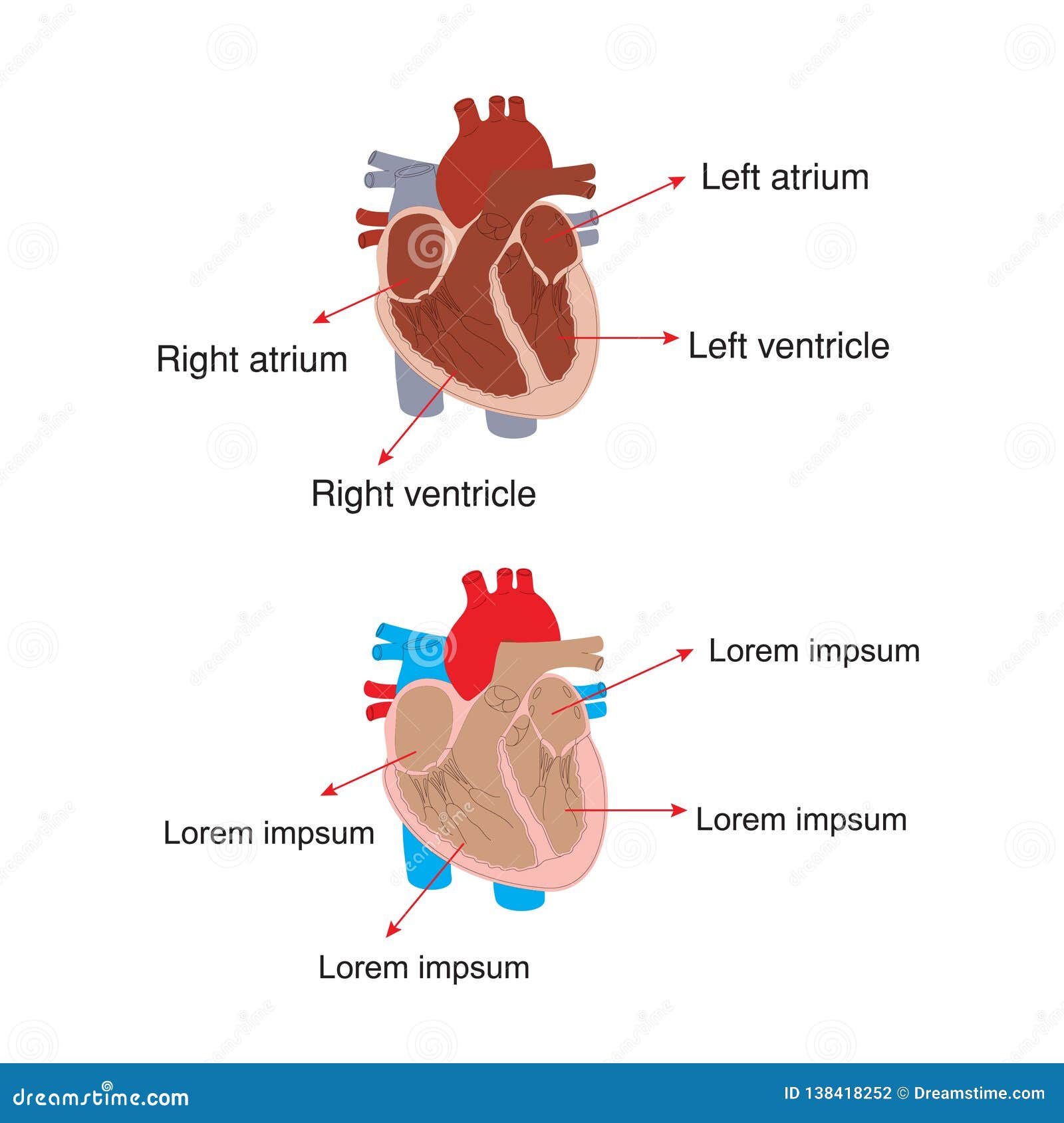 Biologia - Struttura Del Cuore Illustrazione di Stock - Illustrazione ...