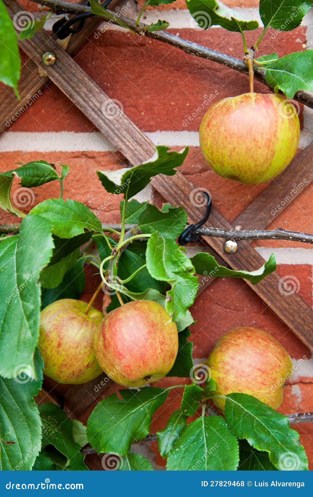 Biological apples stock photo. Image of homemade, leave - 27829468