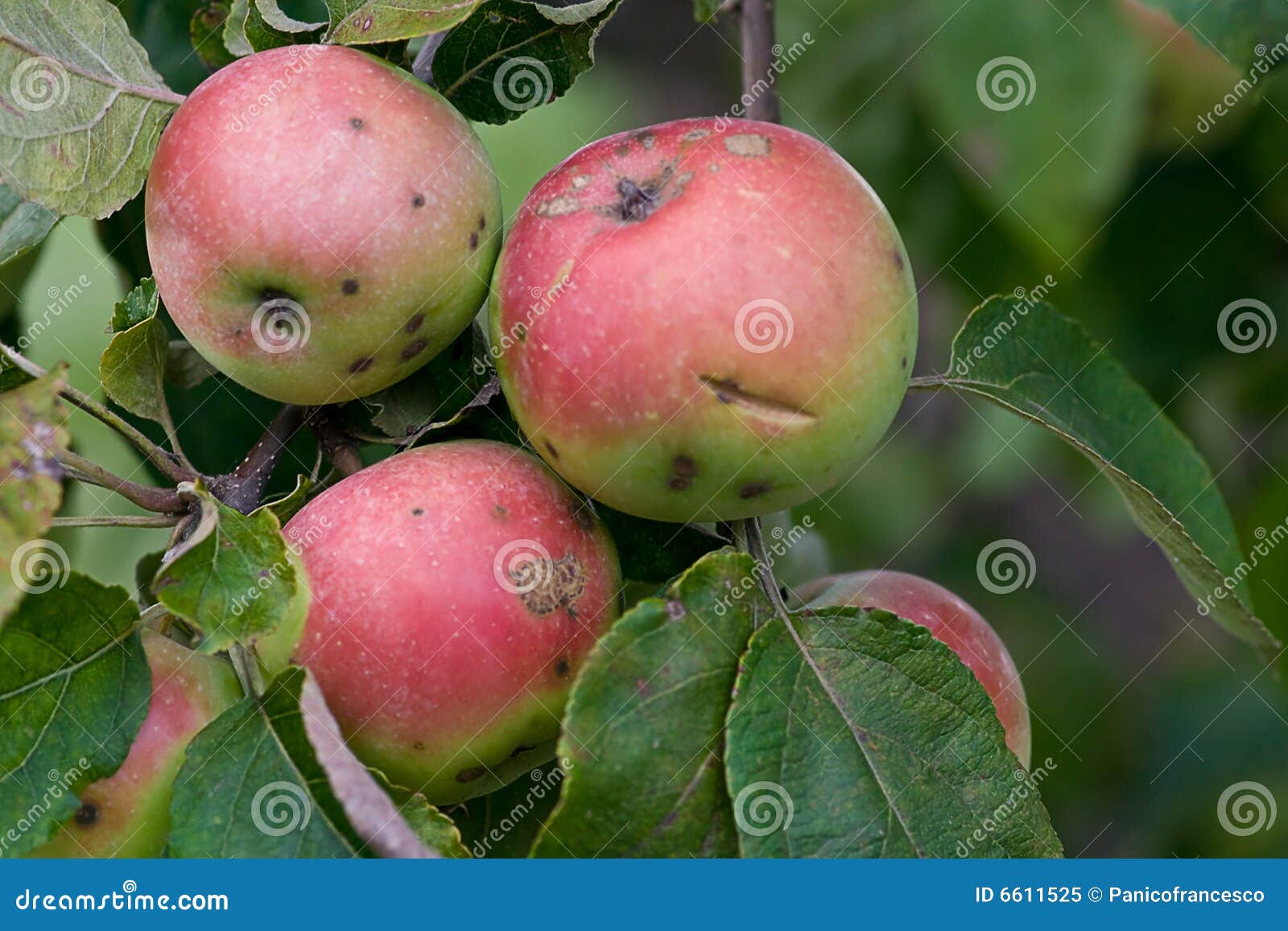Biological apples stock image. Image of season, apple - 6611525