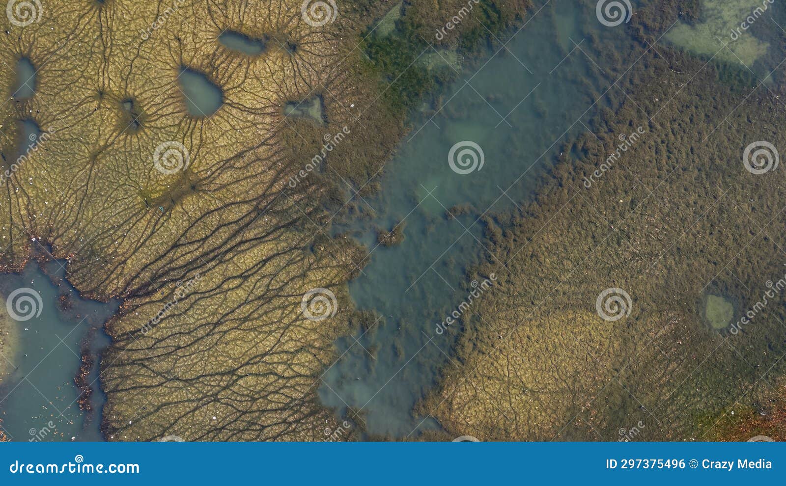 Biological Changes in the Internal Tissue of the Pond Caused by Plants ...