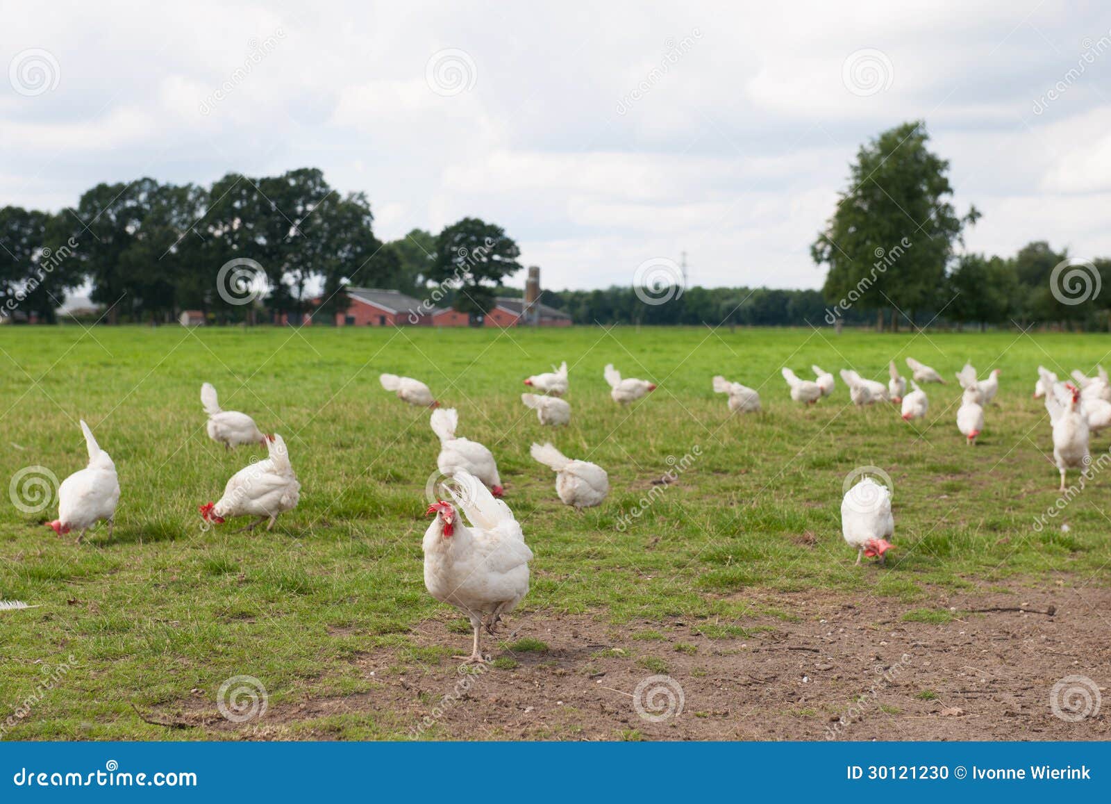 Biological chicken stock photo. Image of farming, land - 30121230