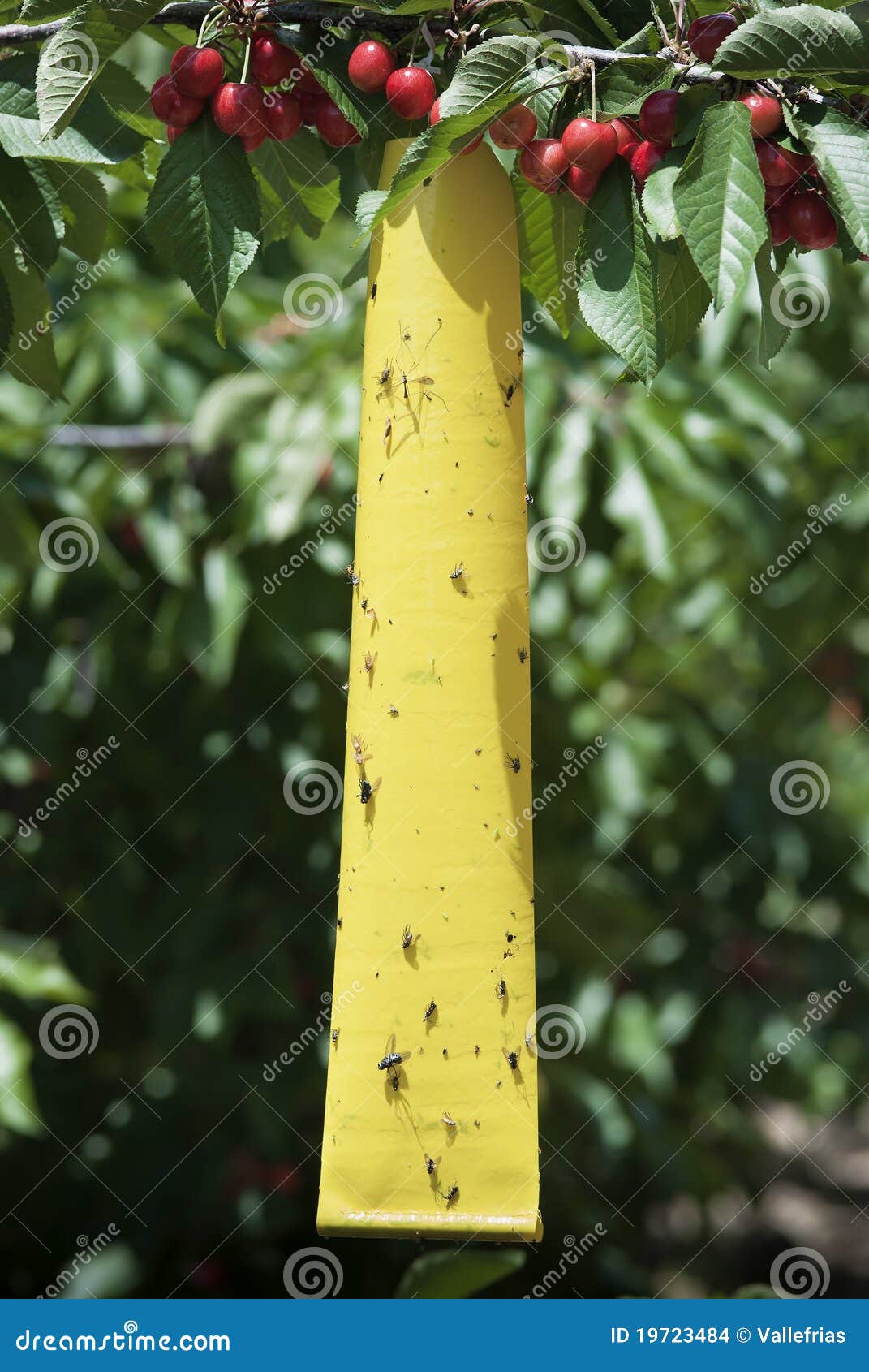 Biological control stock photo. Image of green, fruit - 19723484