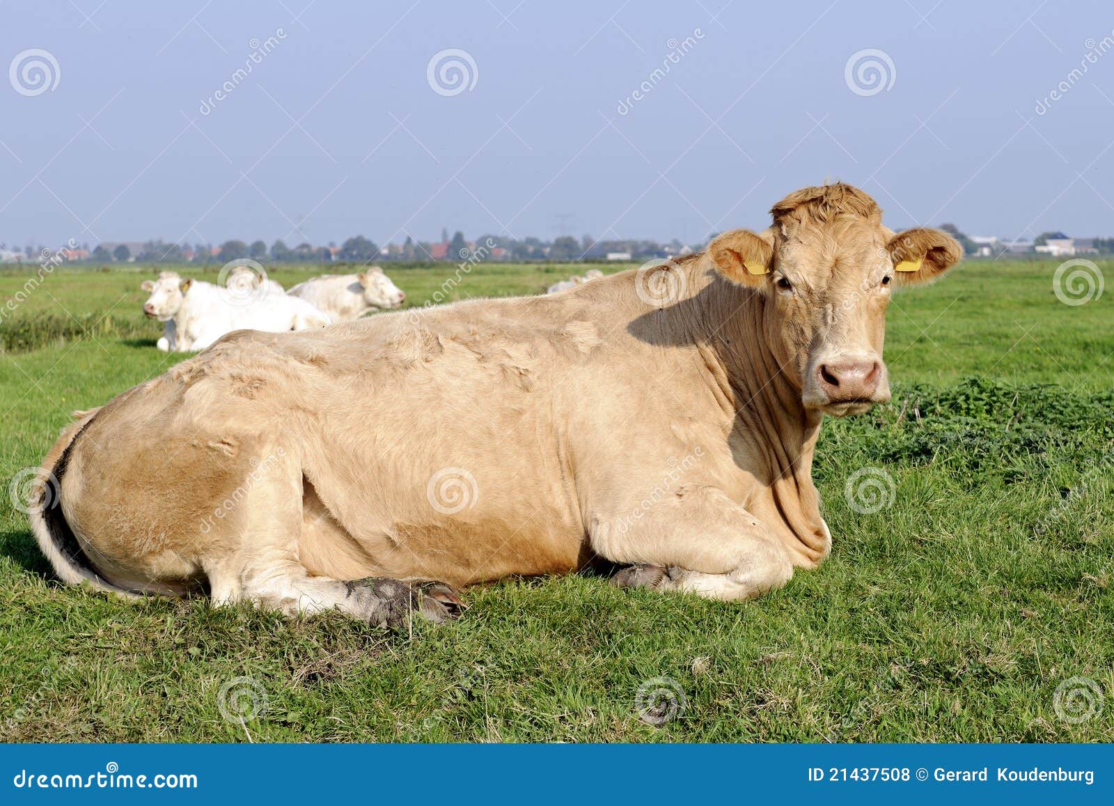 Biological Cow on Grassland Stock Photo - Image of animal, farm: 21437508