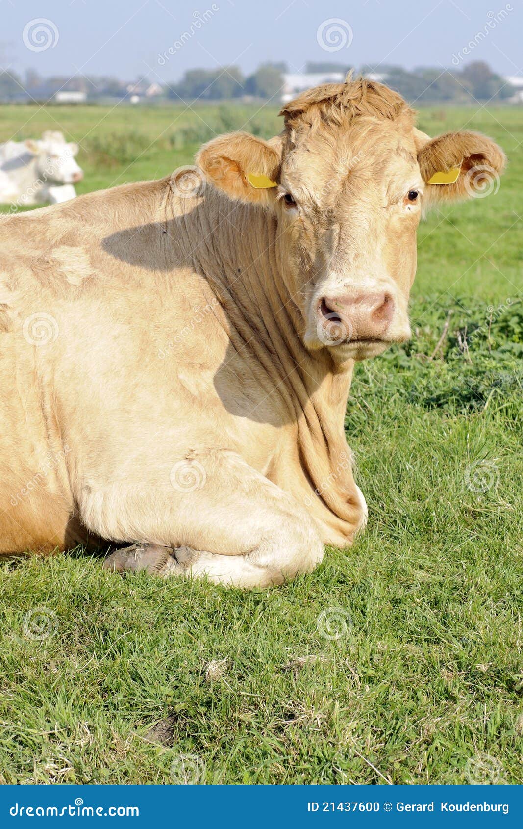 Biological Cow on Grassland Stock Photo - Image of farm, field: 21437600